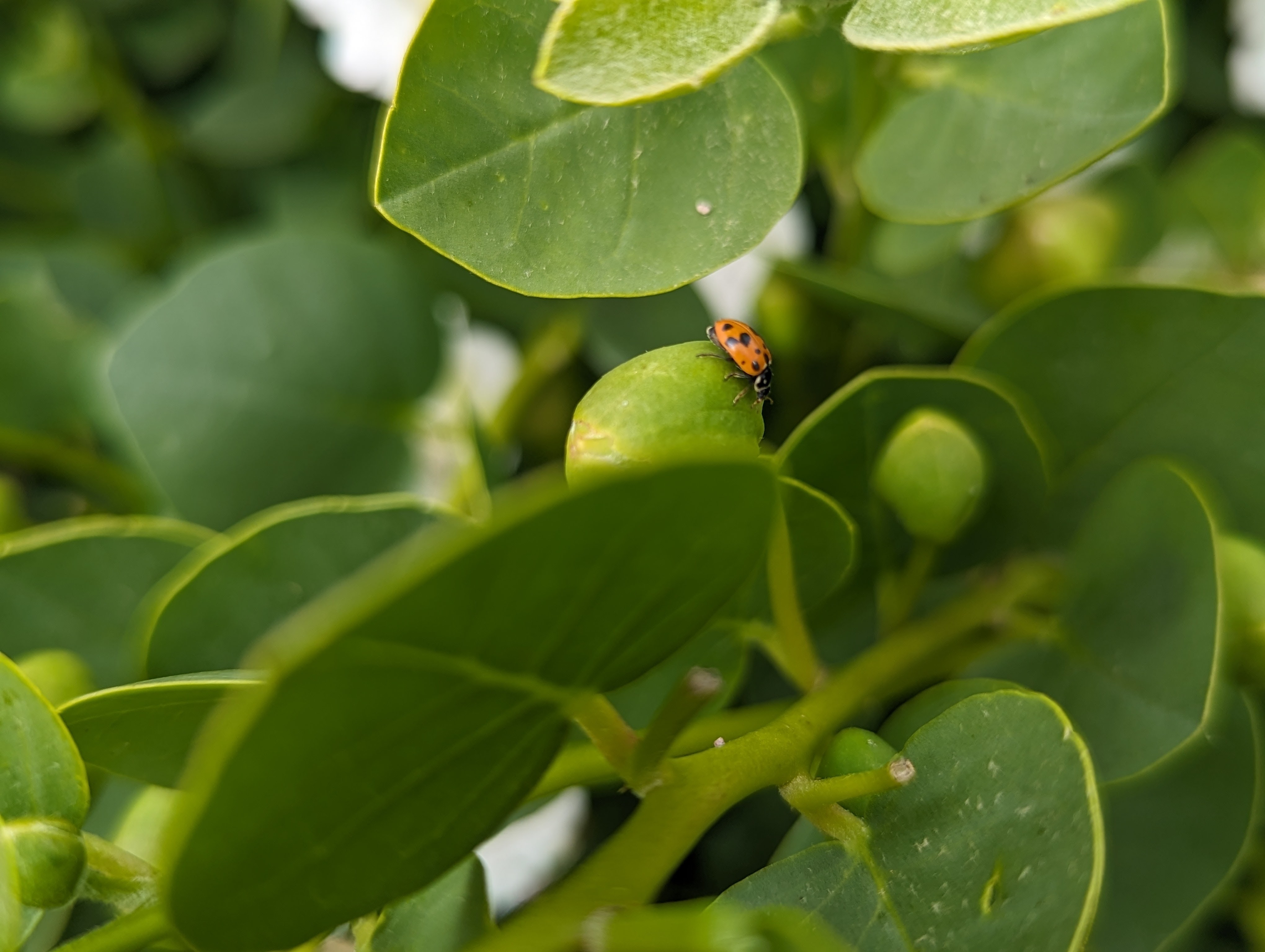 Australian caper farmers selling hard-won harvest to restaurants, home ...