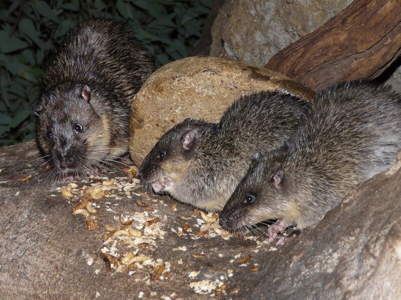 Cane toads beware: Australian water rats develop taste for invasive ...