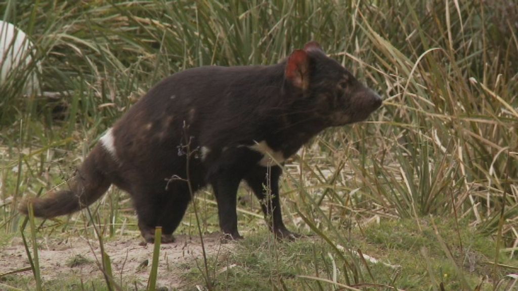 Bid to save birds from predatory Tasmania devils on Maria Island haven ...