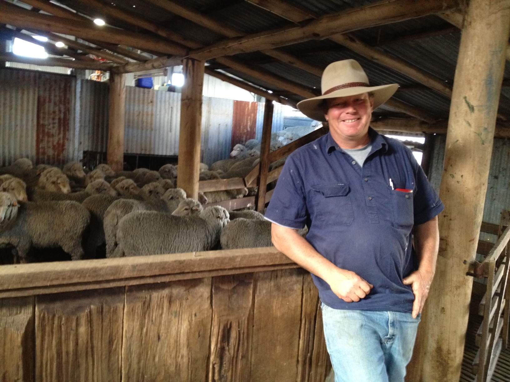 Hysterical or historical? Semen from 1985 used in merino sire trial ...