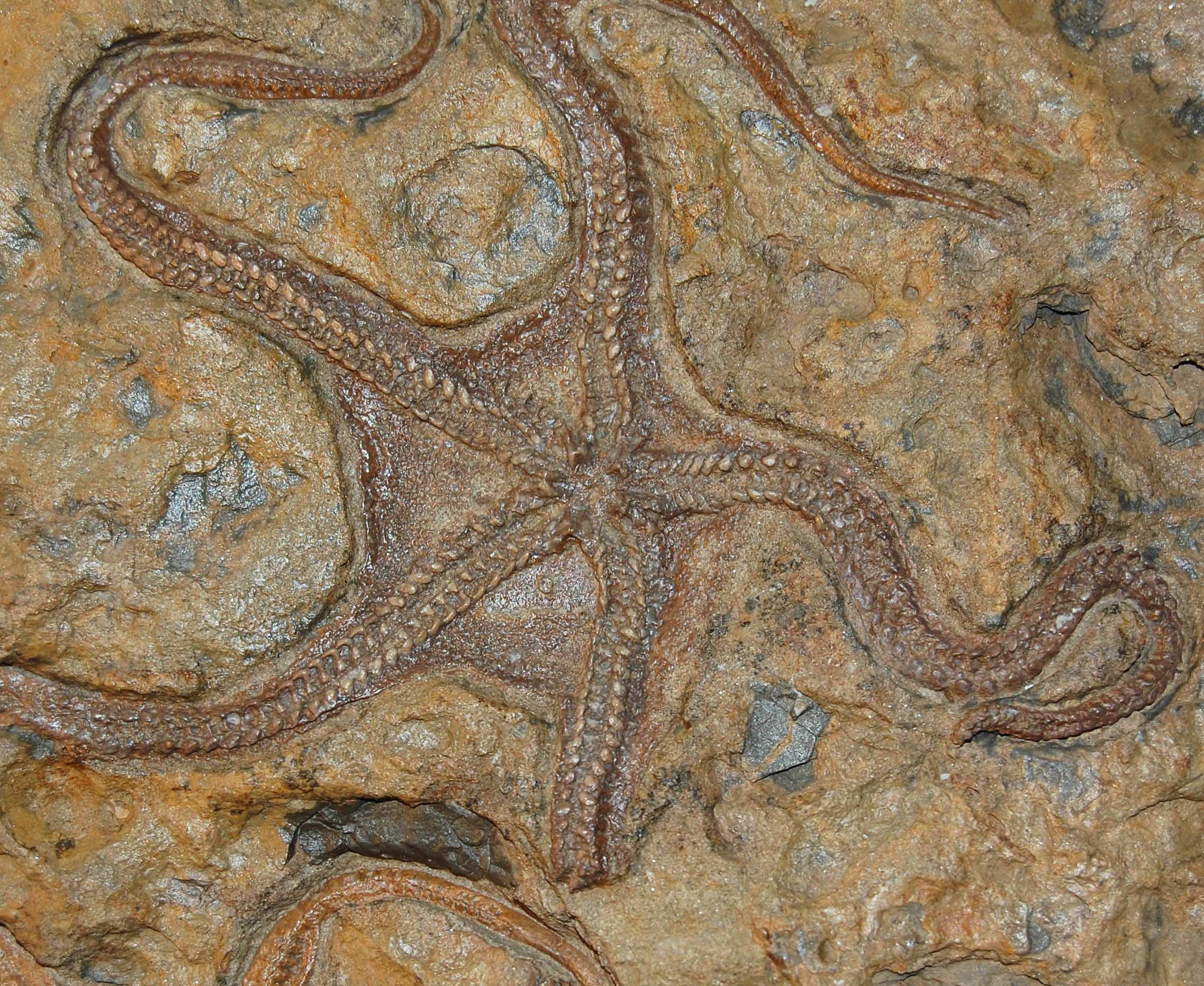 275-million-year-old starfish-like fossils unearthed in remote inland ...