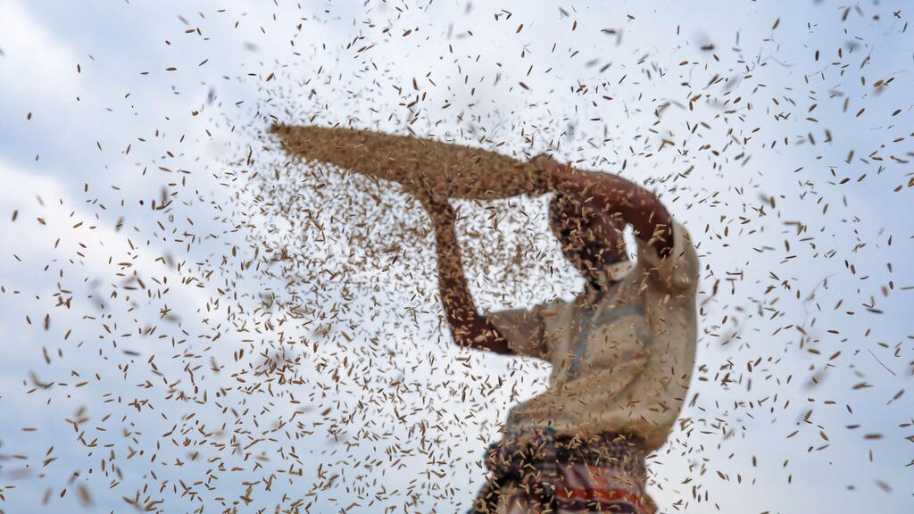 What's causing a global food crisis and is the world running out of ...