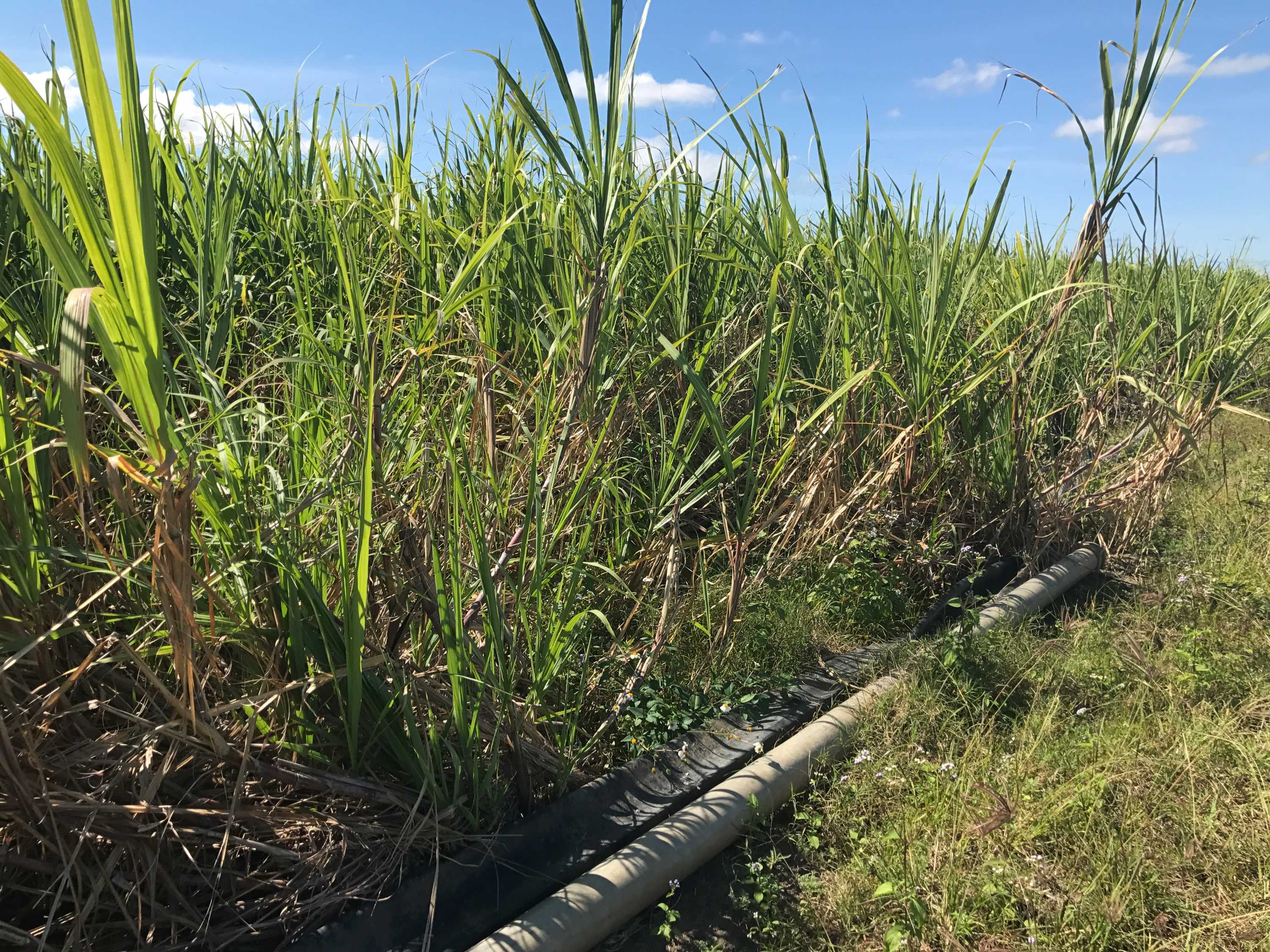 Think-tank helping canegrowers weather the storm in the wake of ex ...