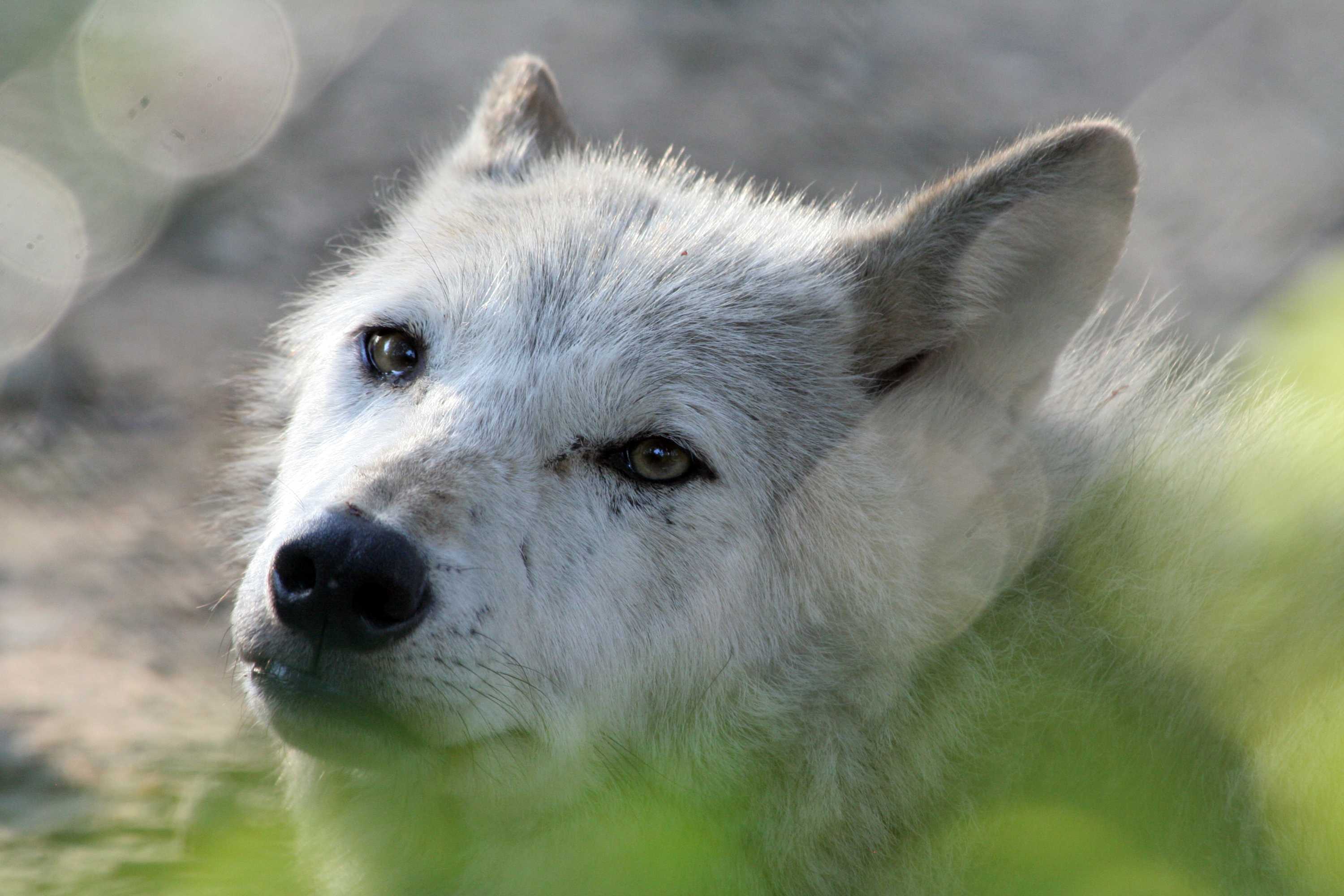 Zoo diaries: stories from within - ABC Radio National