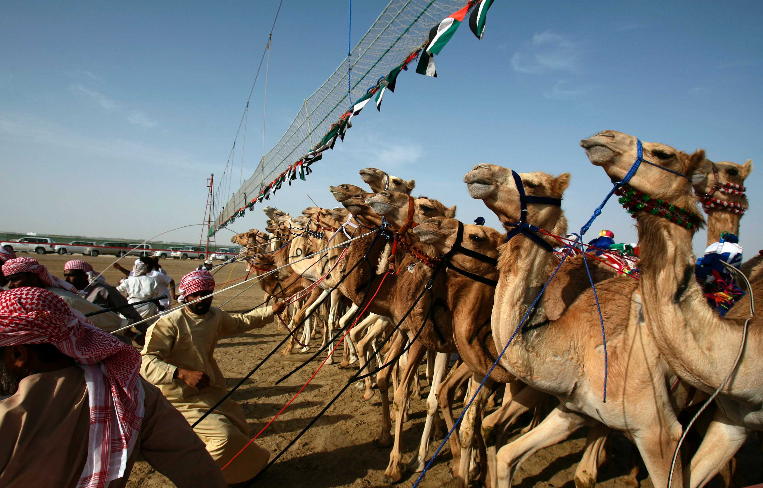 From Sydney vet to Middle Eastern camel racer: The strange journey of ...