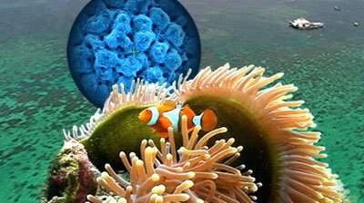 Acid Oceans - Behind The News