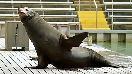 Big Ted's Big Adventure Video Clips | Big Ted's Big Adventure - ABC Kids