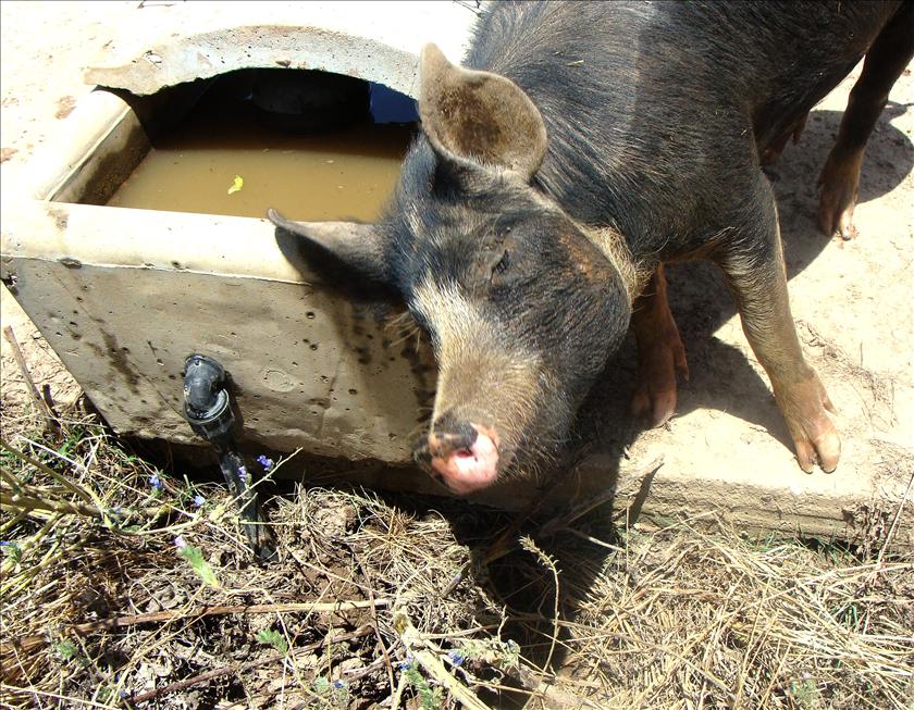 Coles pork ban a raw deal, say farmers - ABC News