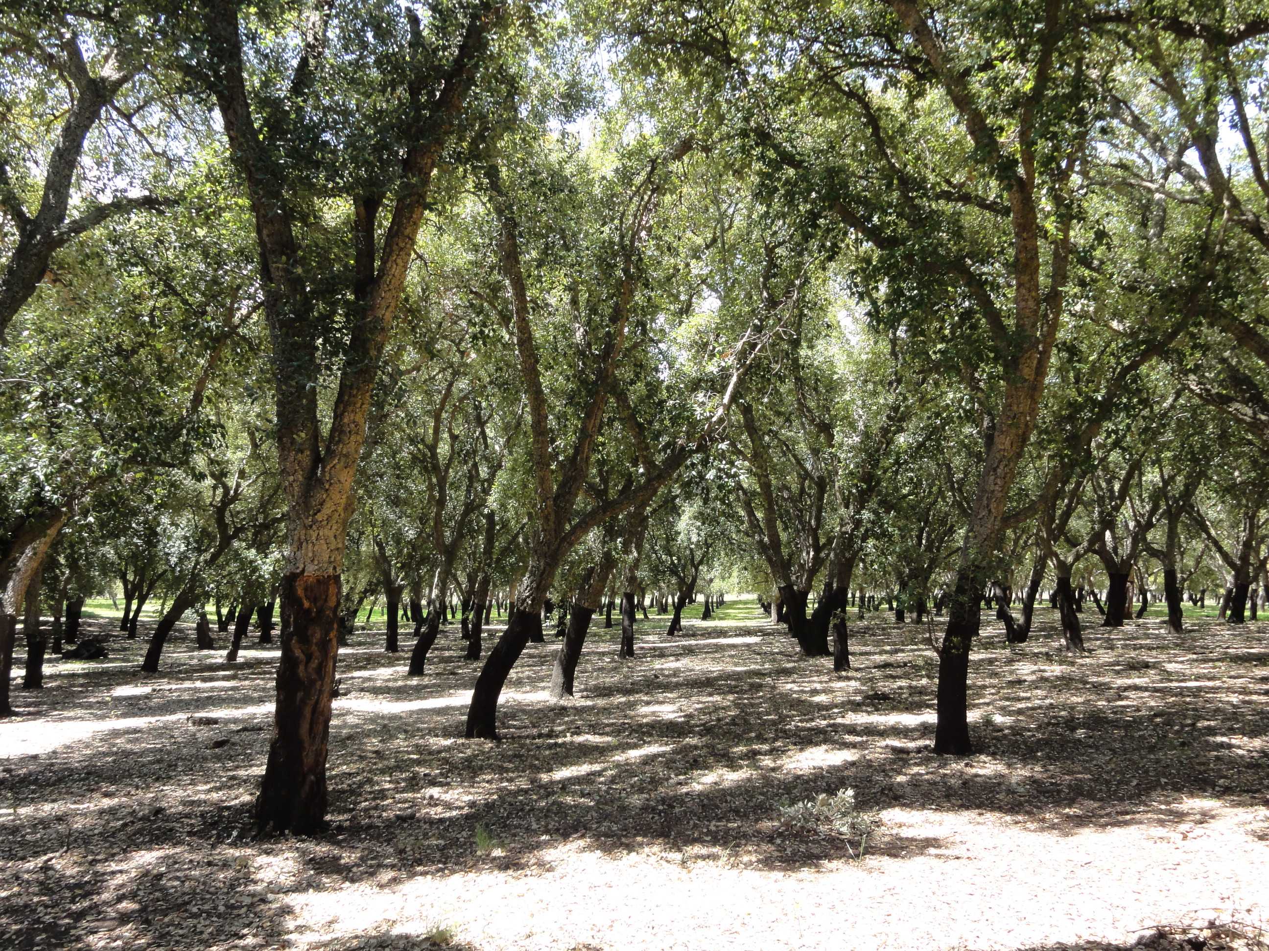 Arboretum - ABC listen