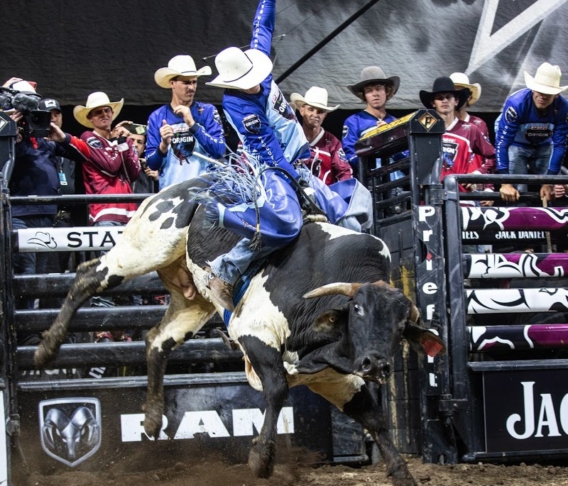 They're a special breed, no bull - ABC listen