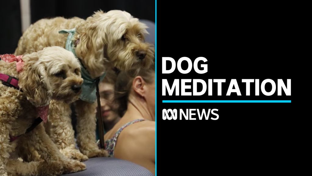 Darwin dogs discover the benefits of meditation - ABC News