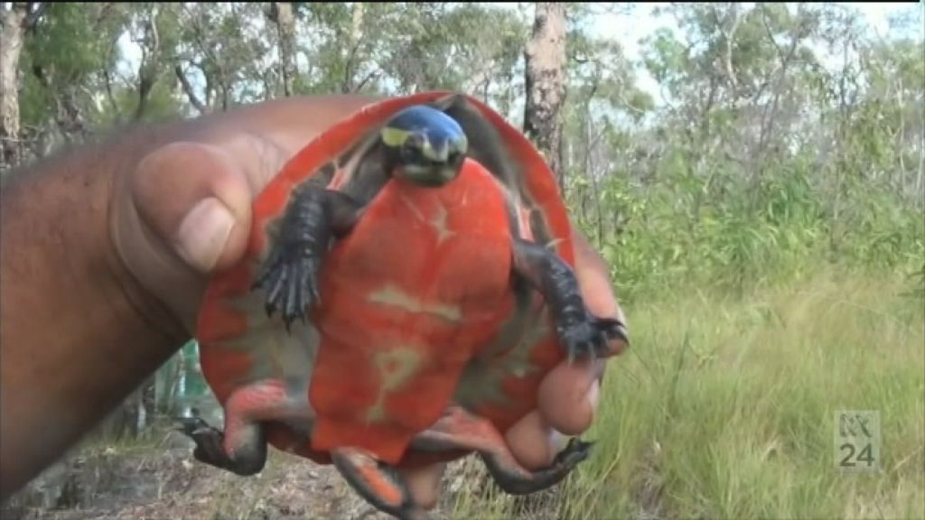 Rare Jardine River turtles sighted for the first time in over 20 years ...