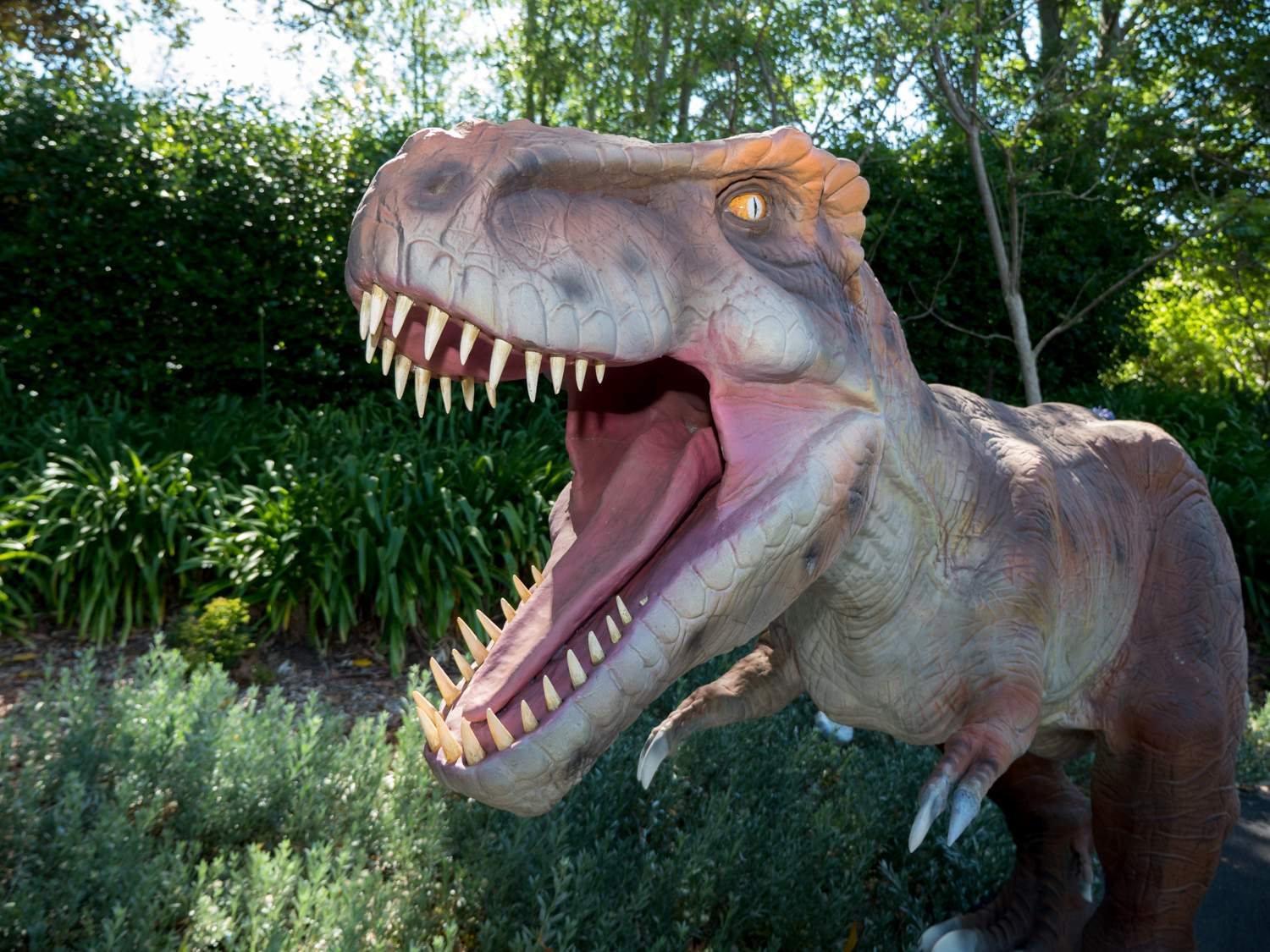 Six-metre-tall T Rex invades Adelaide Zoo for school holidays - ABC News