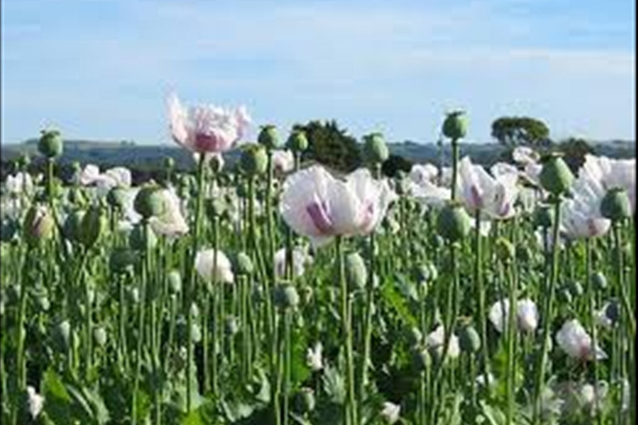South Australian farmers examine Victorian poppy crops - ABC News