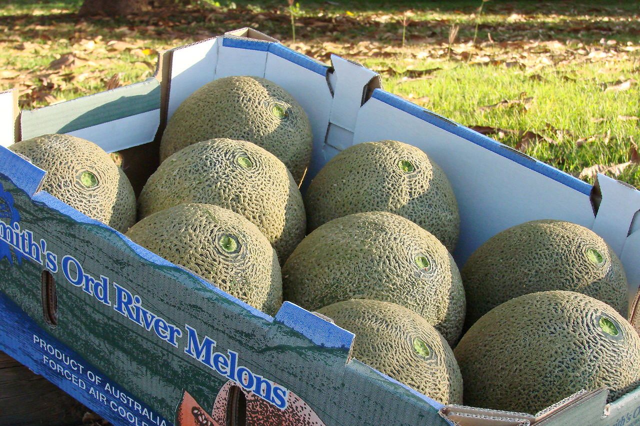 Value of horticulture rises in the Ord Valley - ABC News