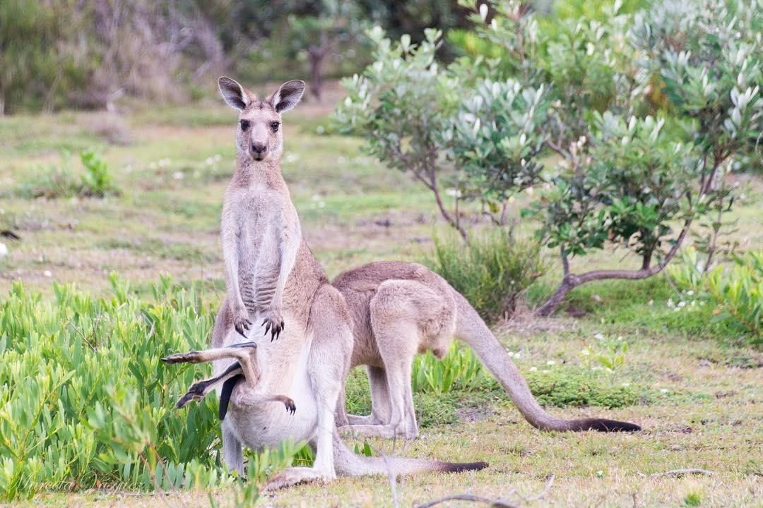 Lookout, wildlife about: What to do if you see a roo - ABC listen