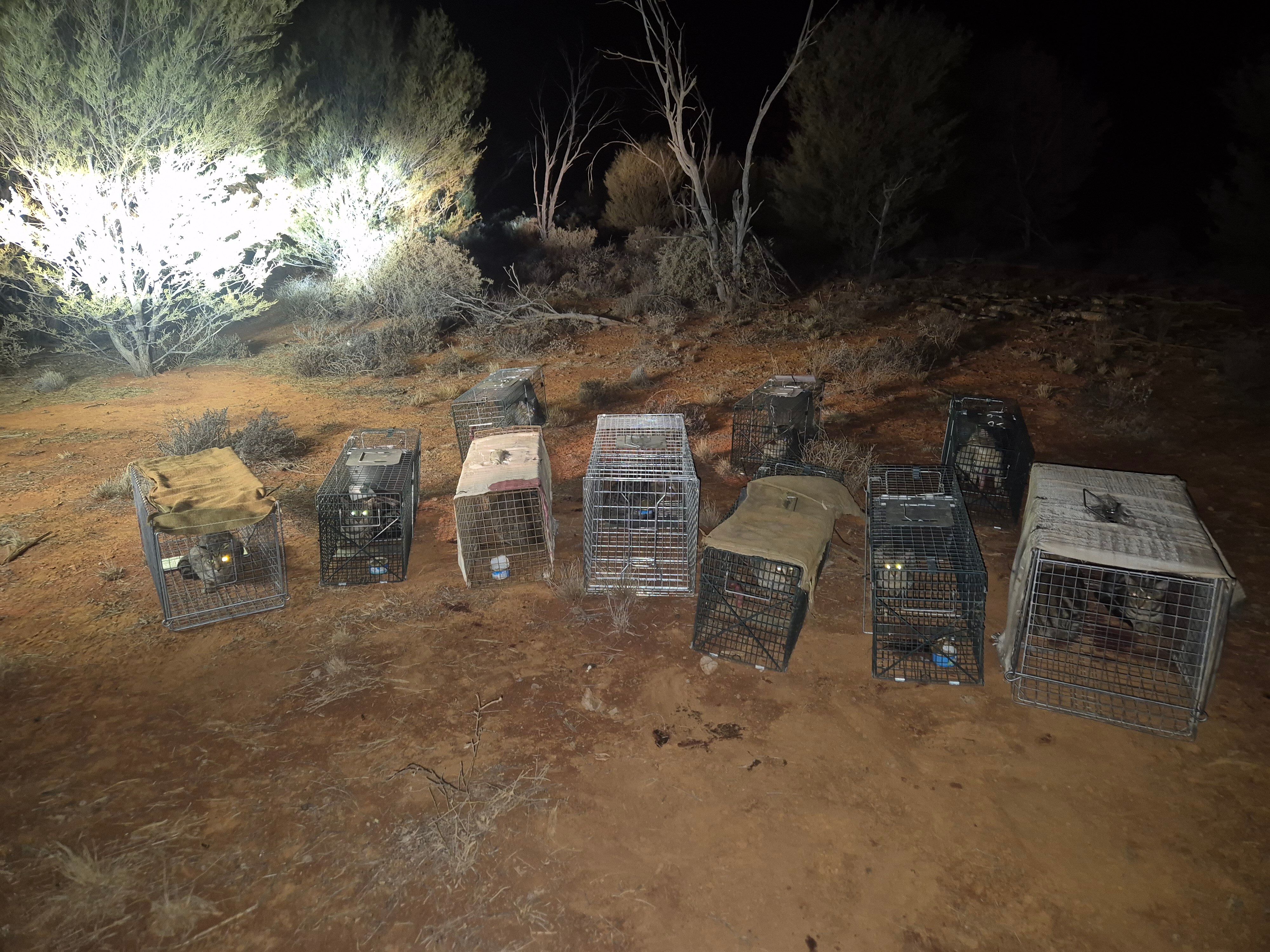 DNA study shows feral cats killing more reintroduced native species ...