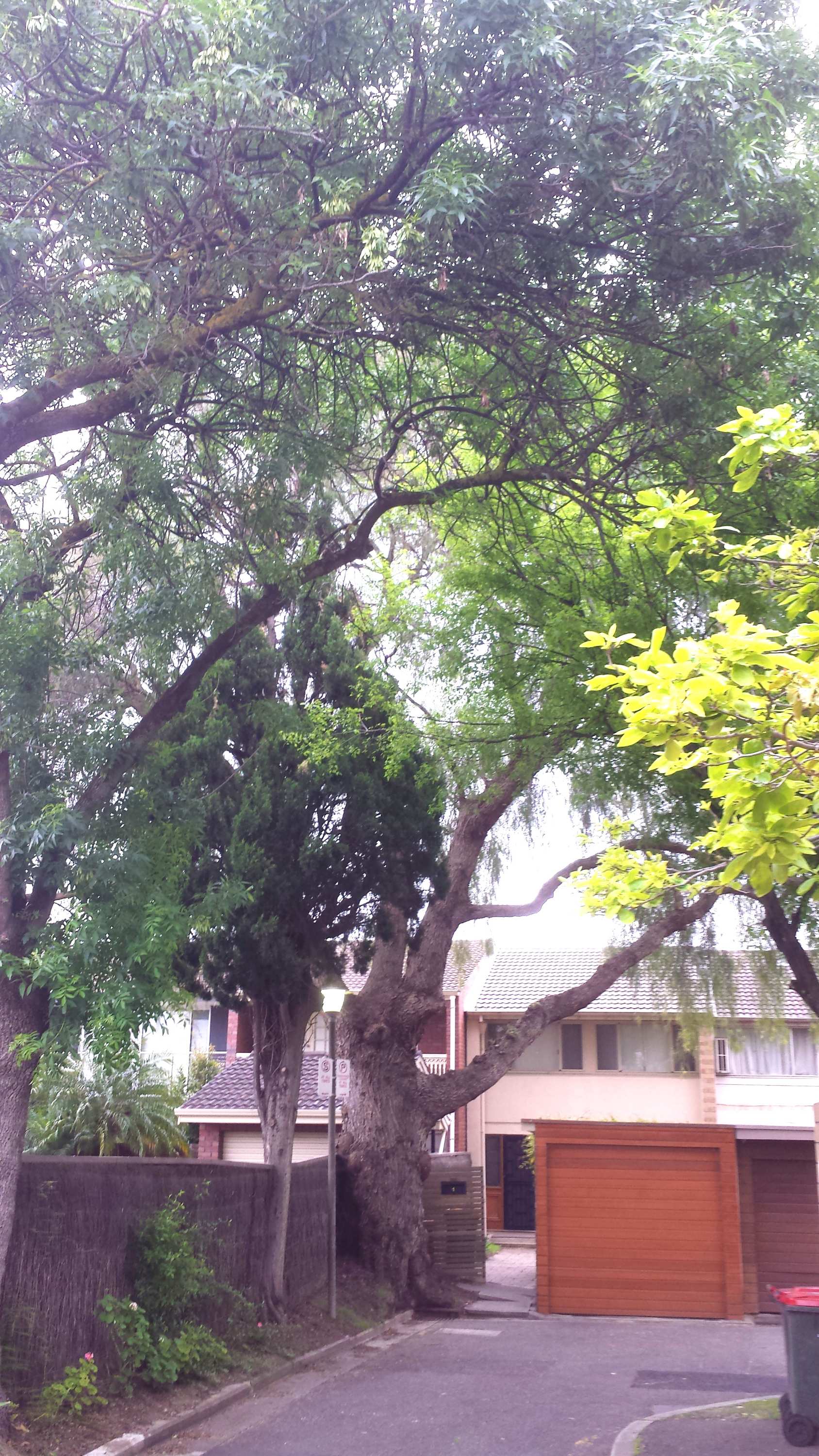 Peppercorn tree blamed for cracking houses in Adelaide's CBD still ...