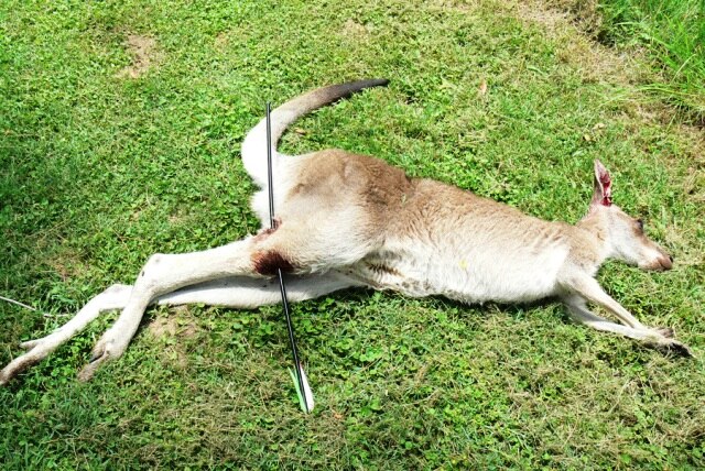 Kangaroos shot by arrows in Clarence Valley: Wildlife group offers ...