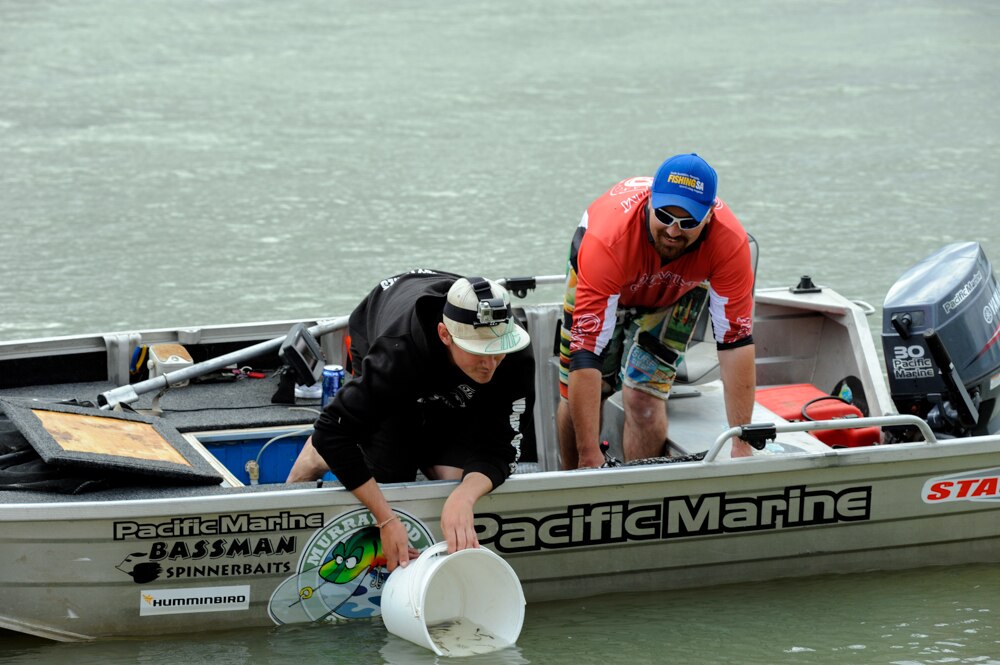 Murray cod fingerlings released for River Murray restock coping well 18 ...