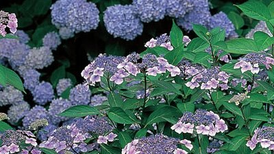 Hydrangea - Gardening Australia