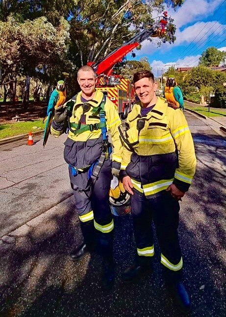 Georgie the Macaw rescued by Oakden MFS - ABC Adelaide