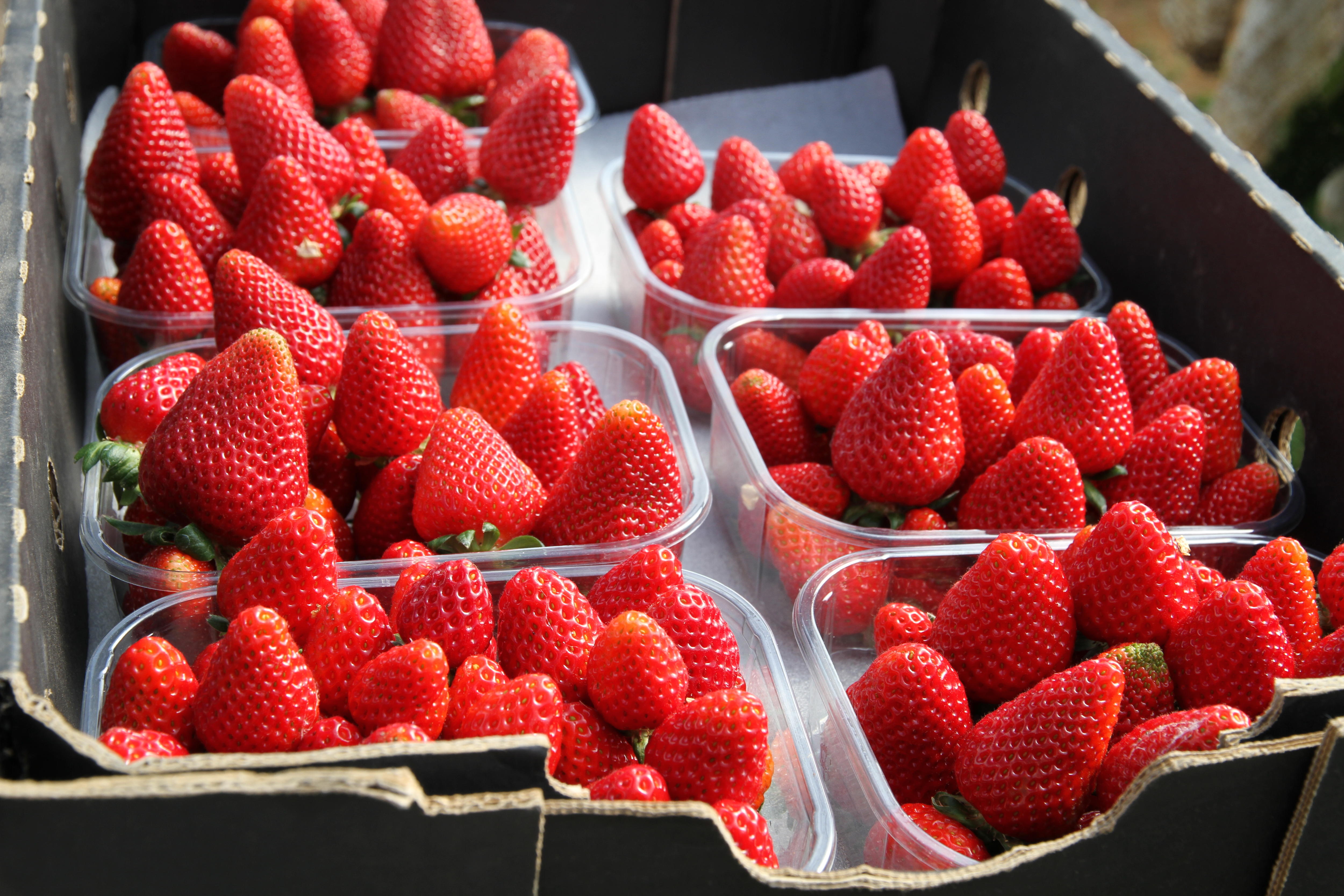 Beechworth berry farm 'very lucky' to see the return of skilled workers ...