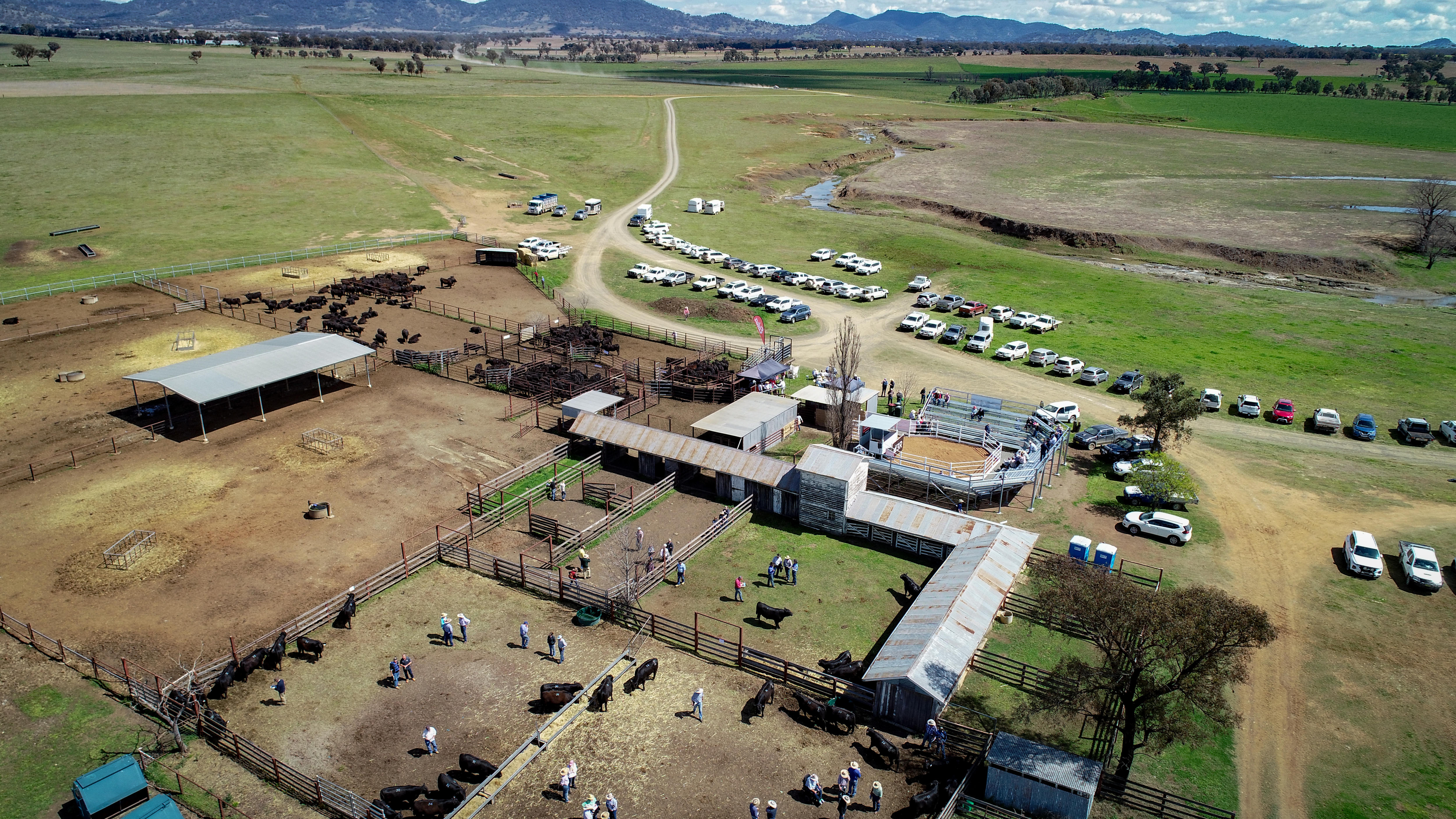 Australia's historic Goonoo Goonoo Station sees stud cattle fill its ...