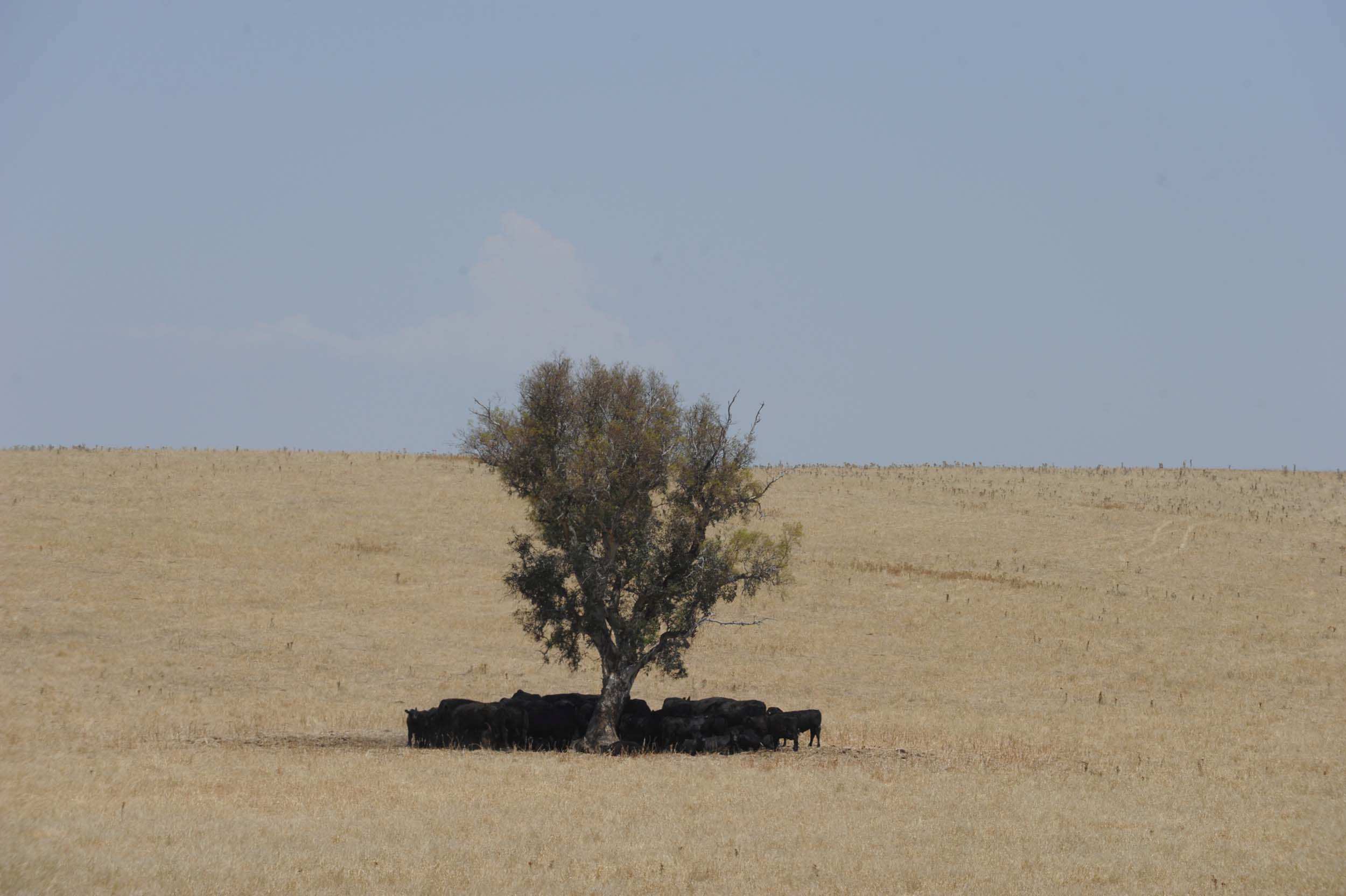 Heatwaves attributed to human induced climate change - ABC listen