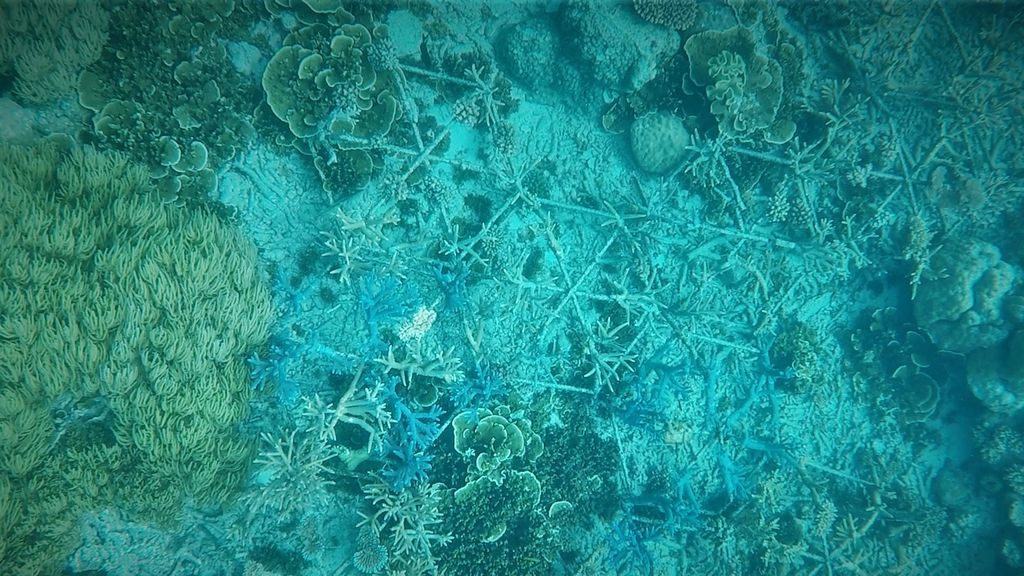 Reef stars helping coral fields to bounce back - ABC News