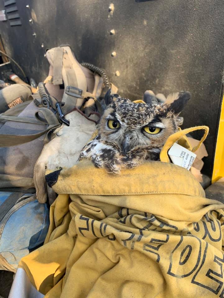 California firefighters rescue owl from ashes of blazes that are ...