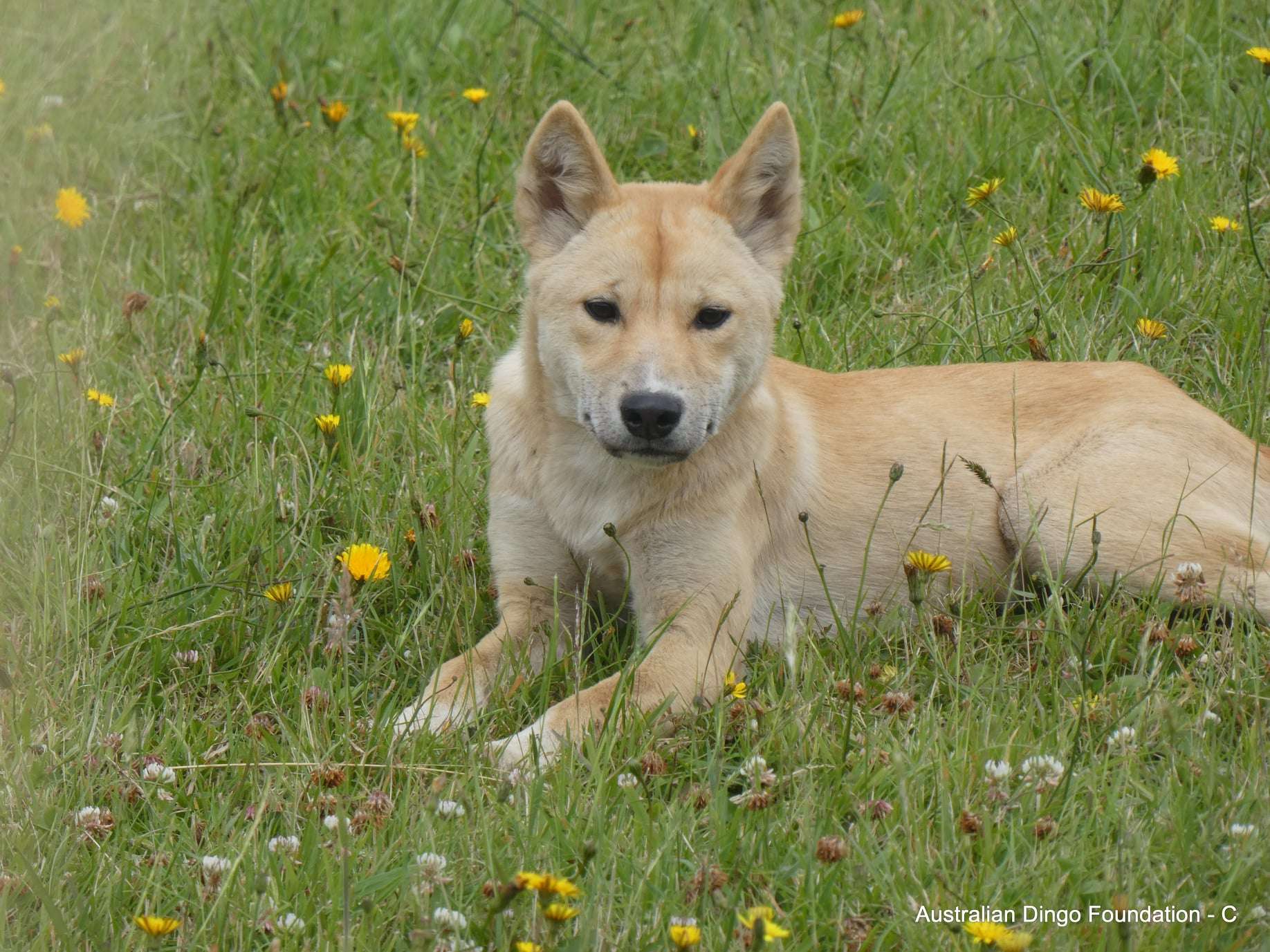 Pure alpine dingo cubs found in Victoria's High Country reveal ...