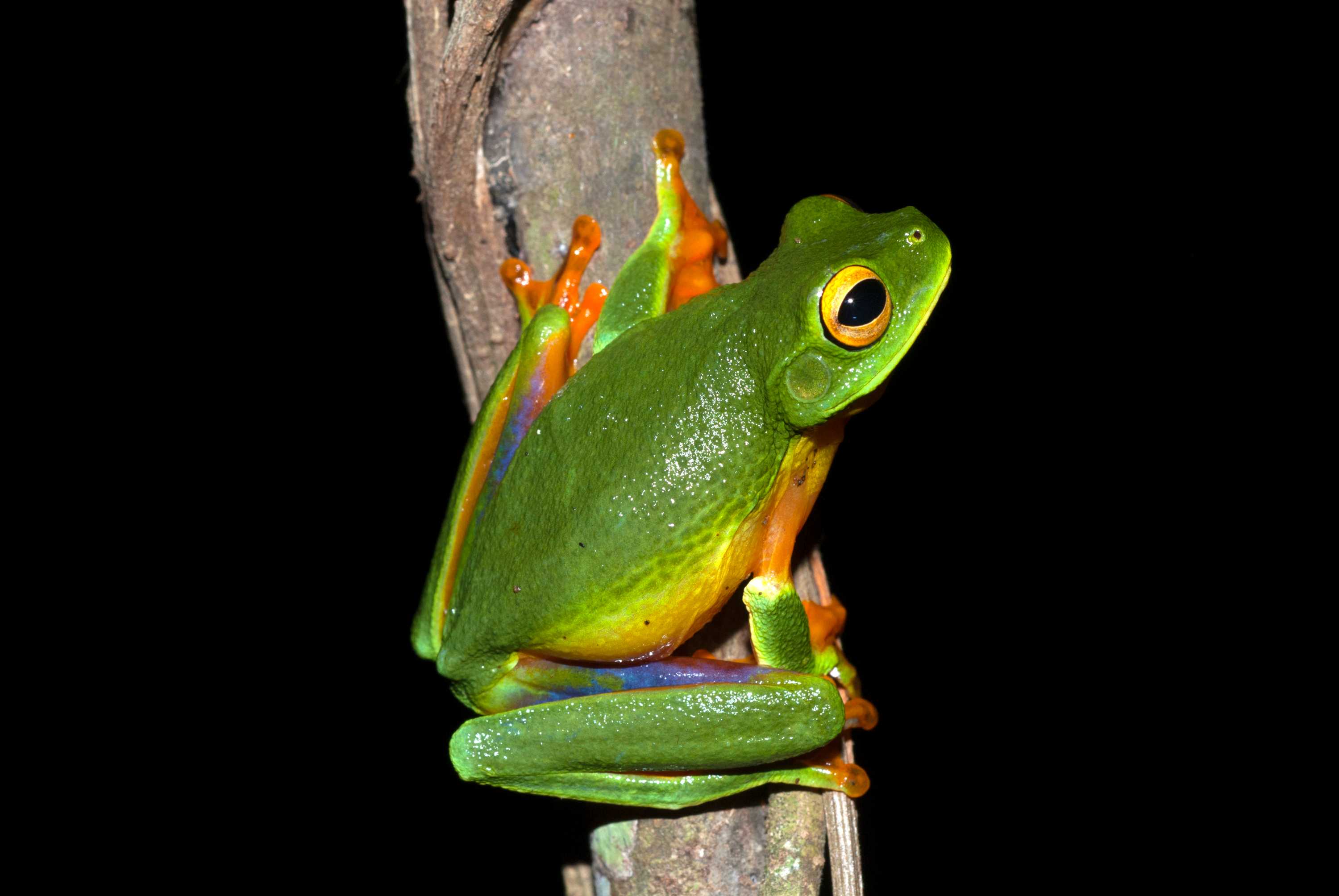 Scientists discover new 'rainbow' Cape York graceful tree frog - ABC News
