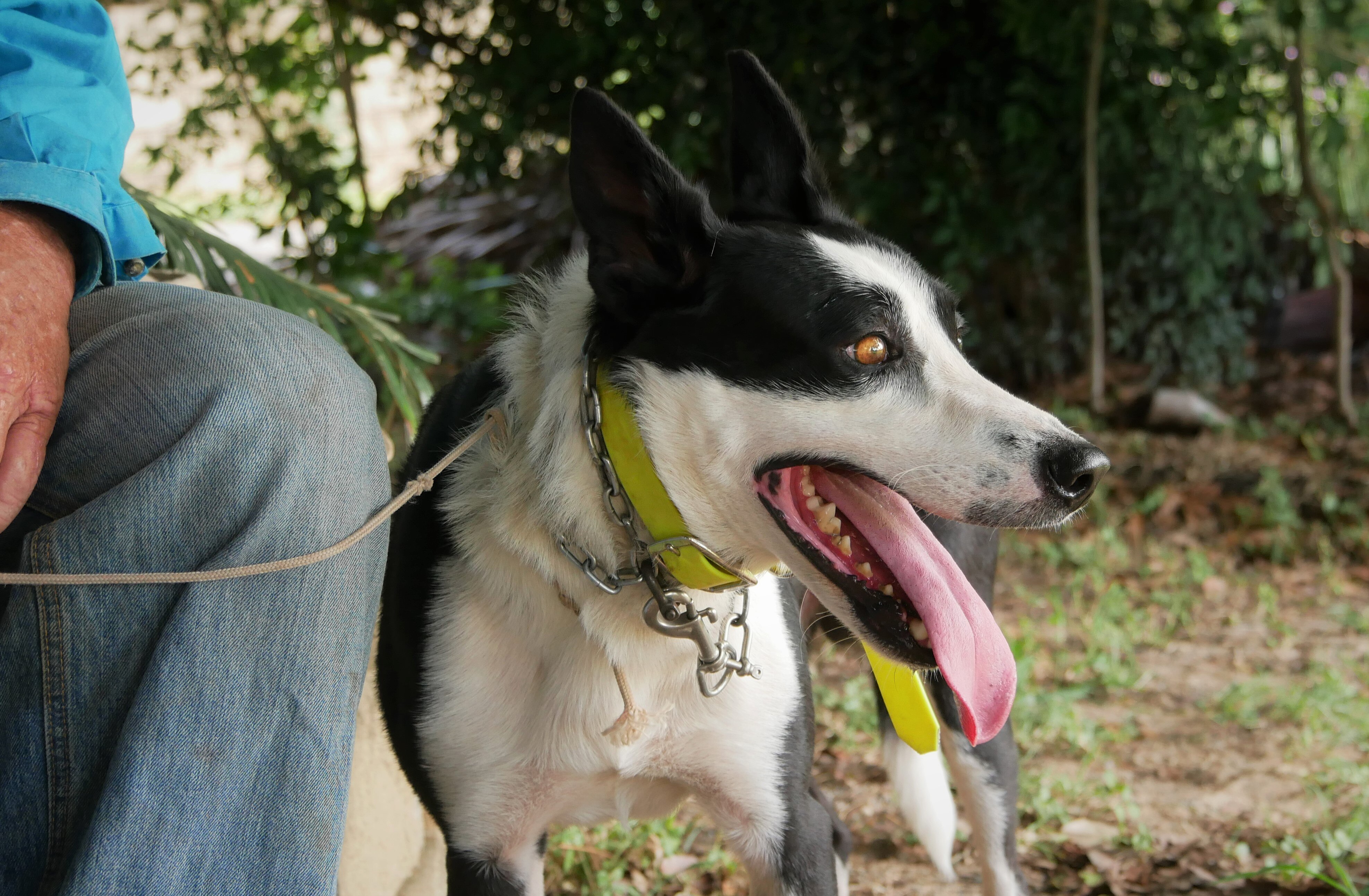 Border collies popular working dogs in Queensland, with a record sale ...