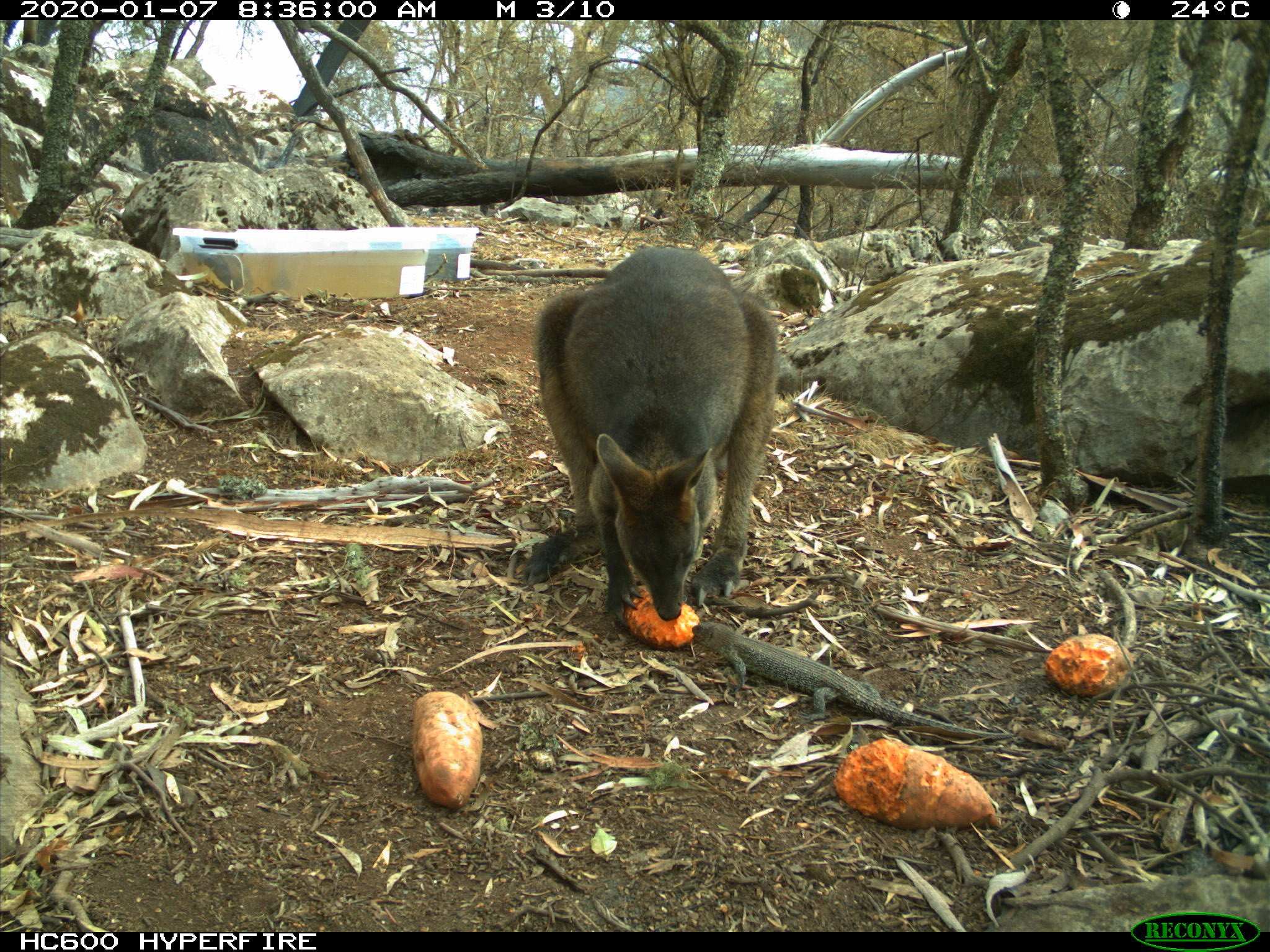 Starving, thirsty Australian wildlife on NSW south coast get bushfire ...