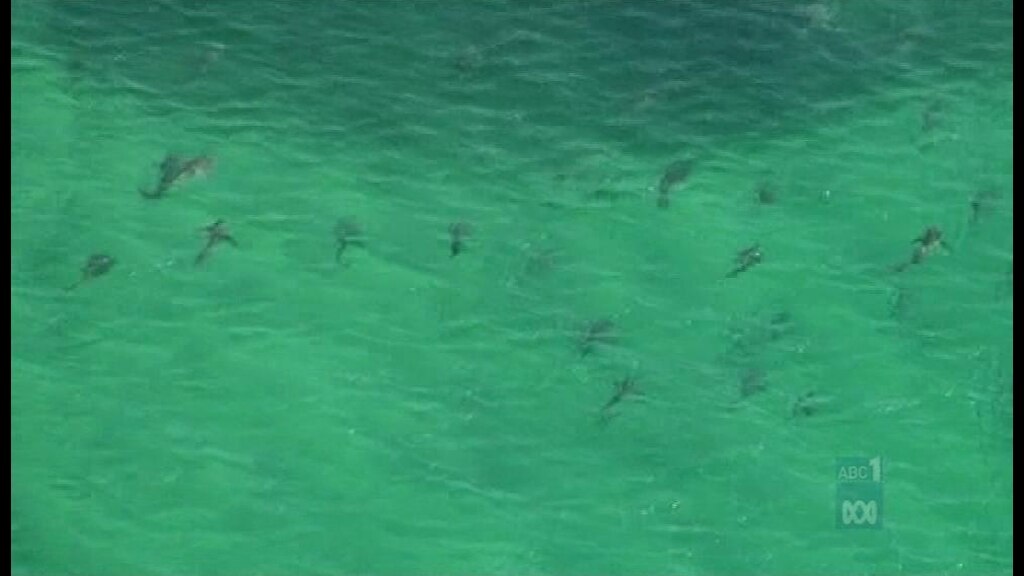 Large shark pod spotted off Sunshine Coast - ABC News