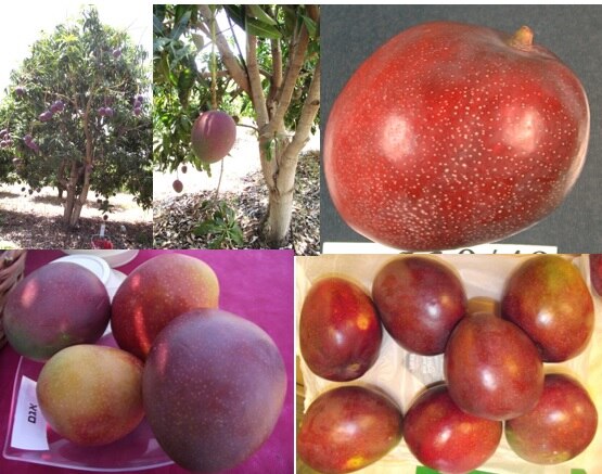 Perfection Fresh adds Israeli varieties to its growing mango empire ...