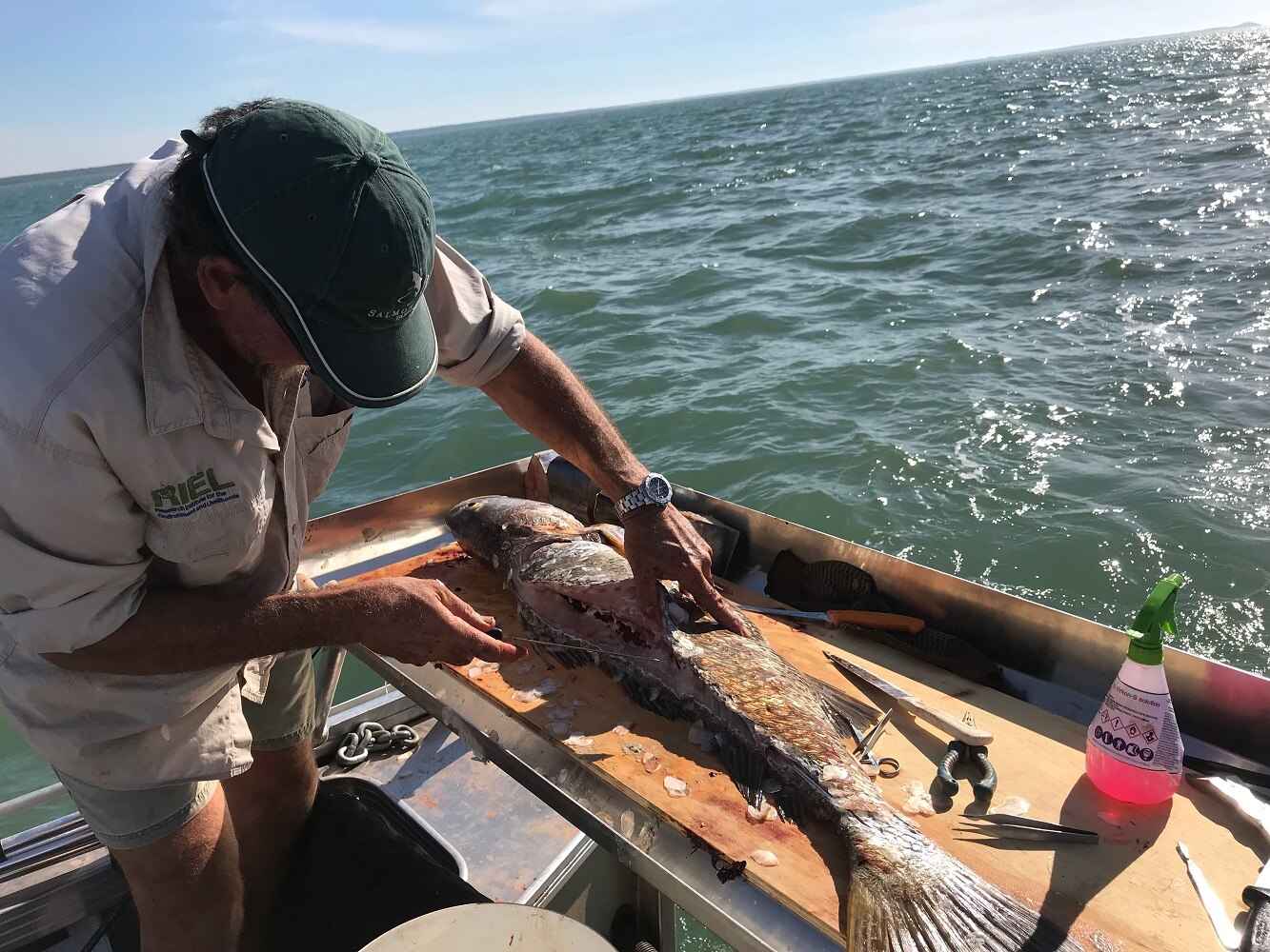 Queensland takes big stick to black jewfish black market, but is it ...