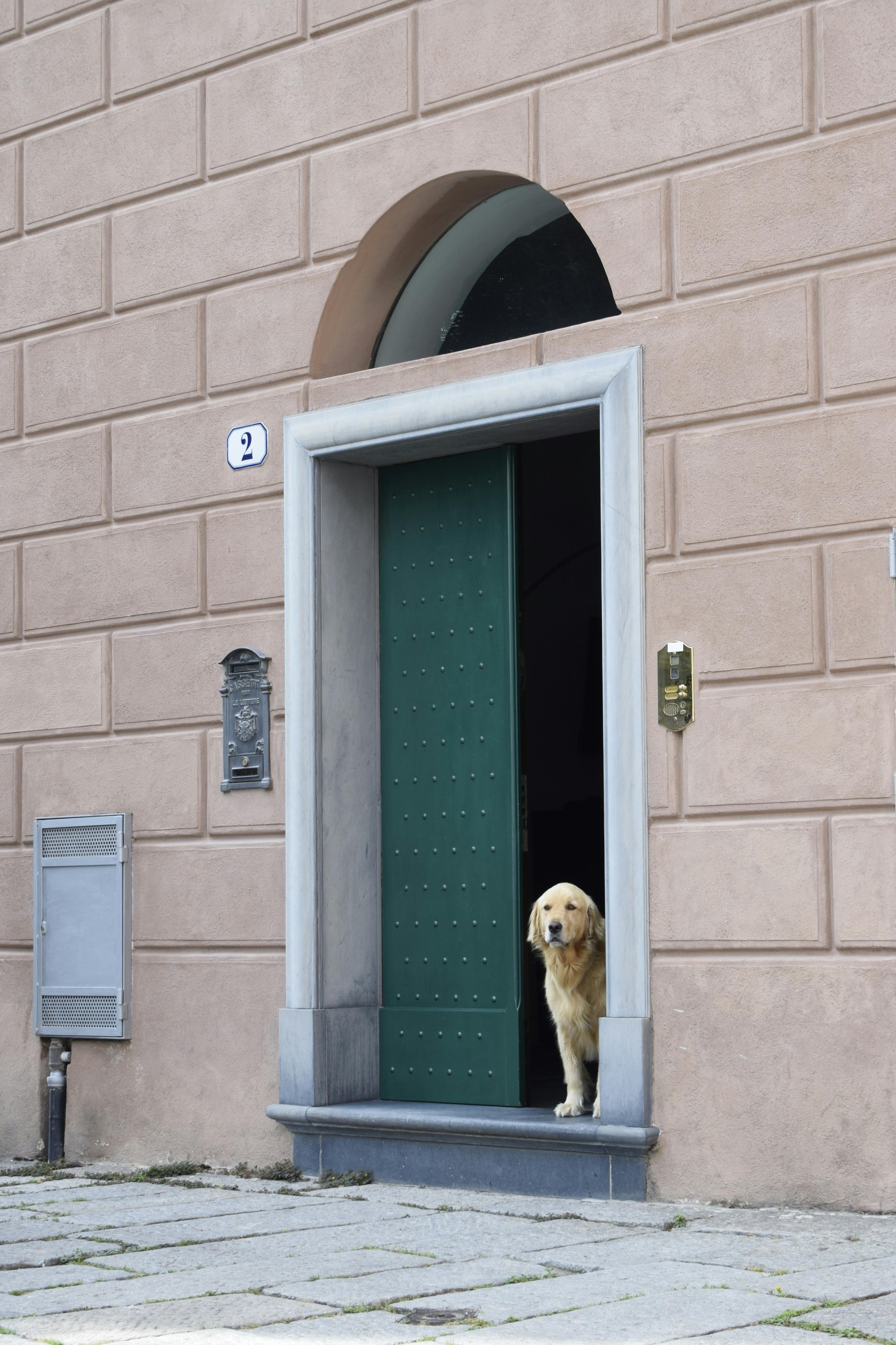 Italian province introduces dog poo DNA tests - ABC listen