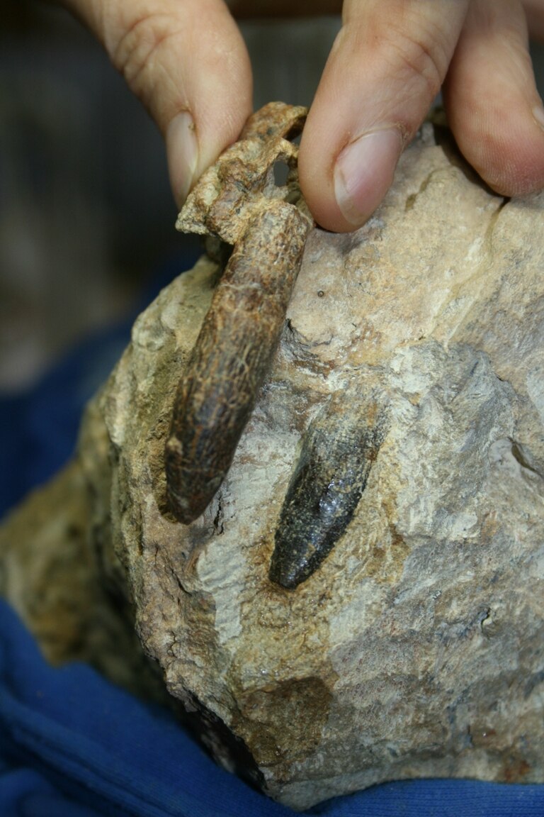 Funds to preserve Qld dinosaur bones - ABC News