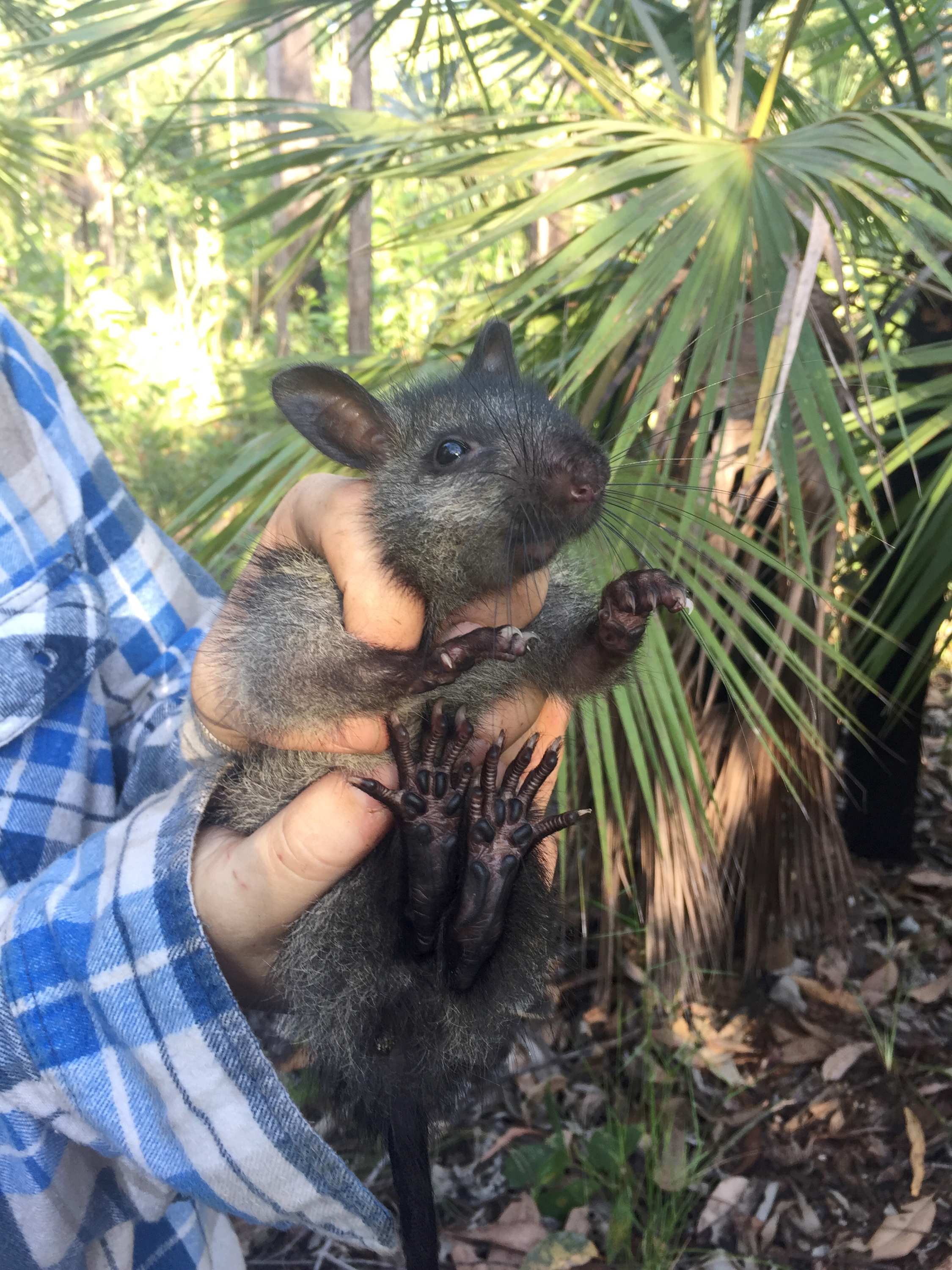 Black-footed tree rat rediscovered in Kimberley after three-decade ...