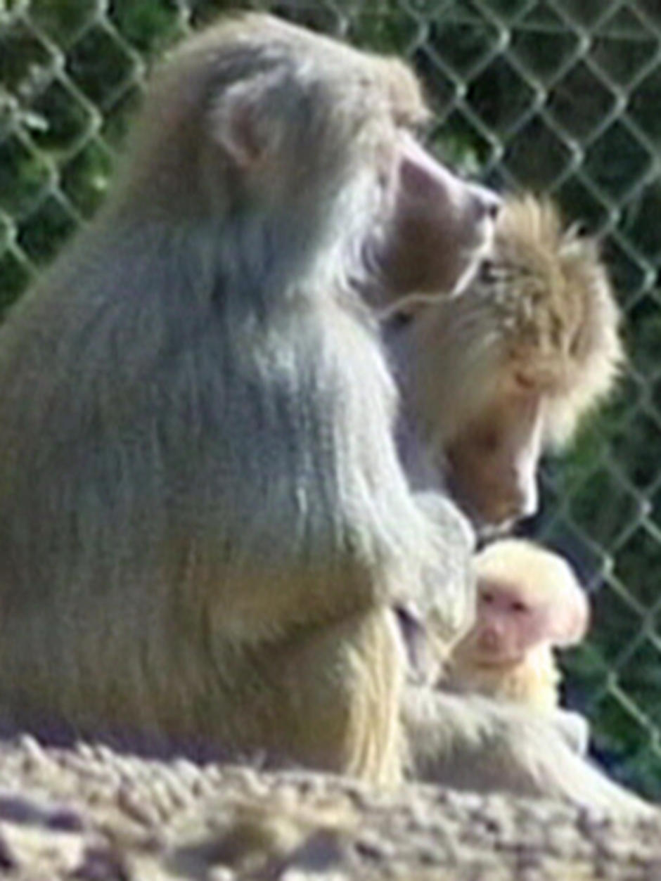 Zoo welcomes birth of red-haired baboon - ABC News