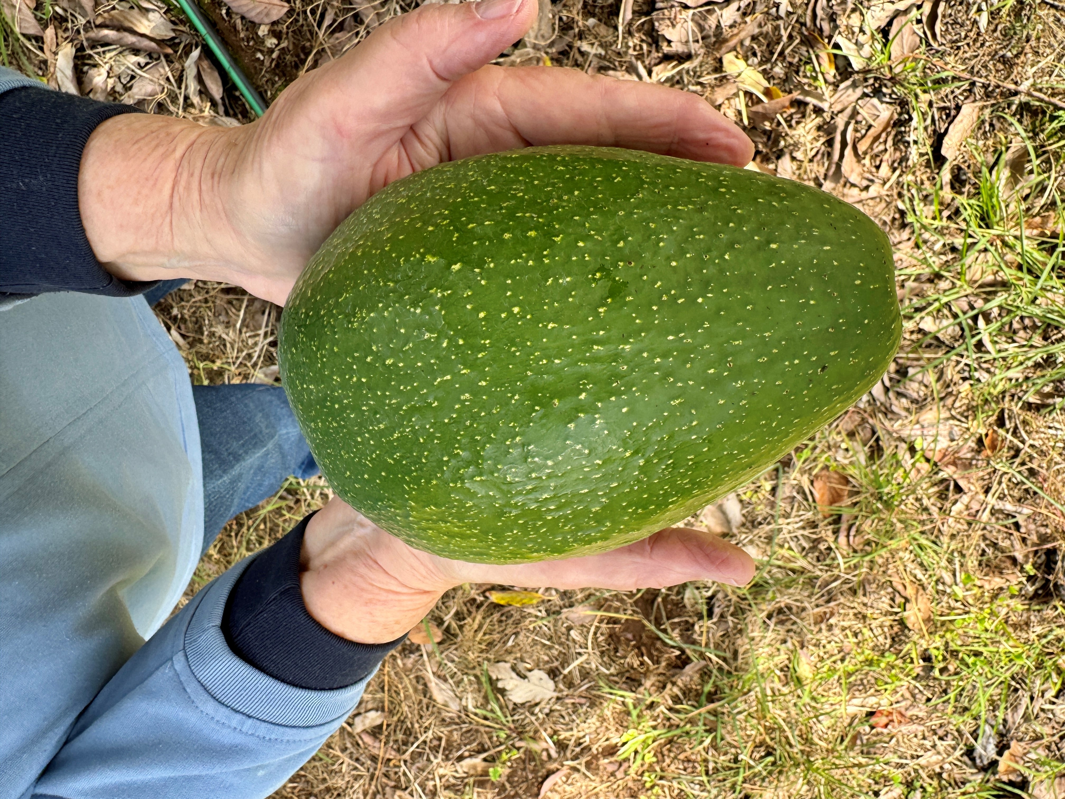 Avocado plant producing giant fruit set to hit nursery shelves - ABC News