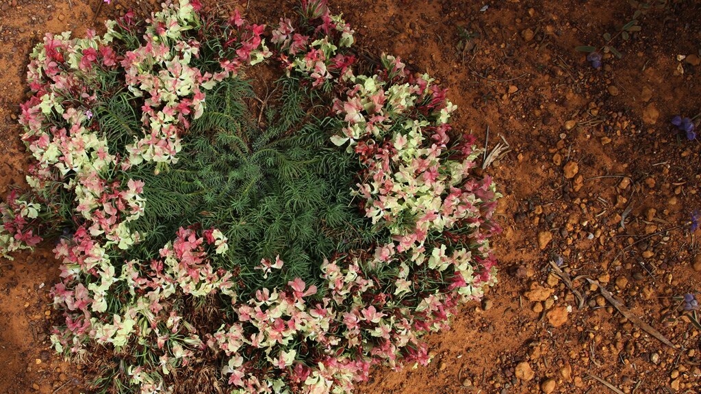 Wildflower season in bloom - ABC News