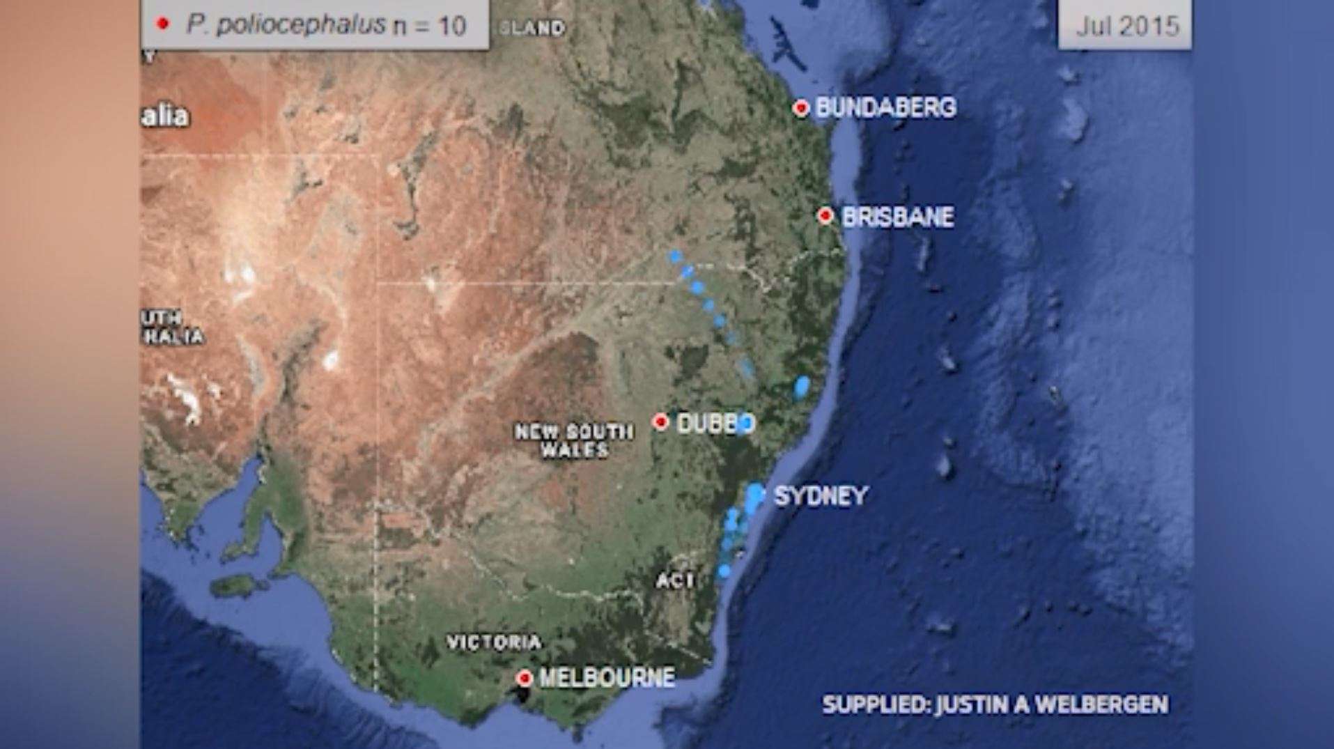 This shows the nomadic movements of all tracked grey-headed flying ...