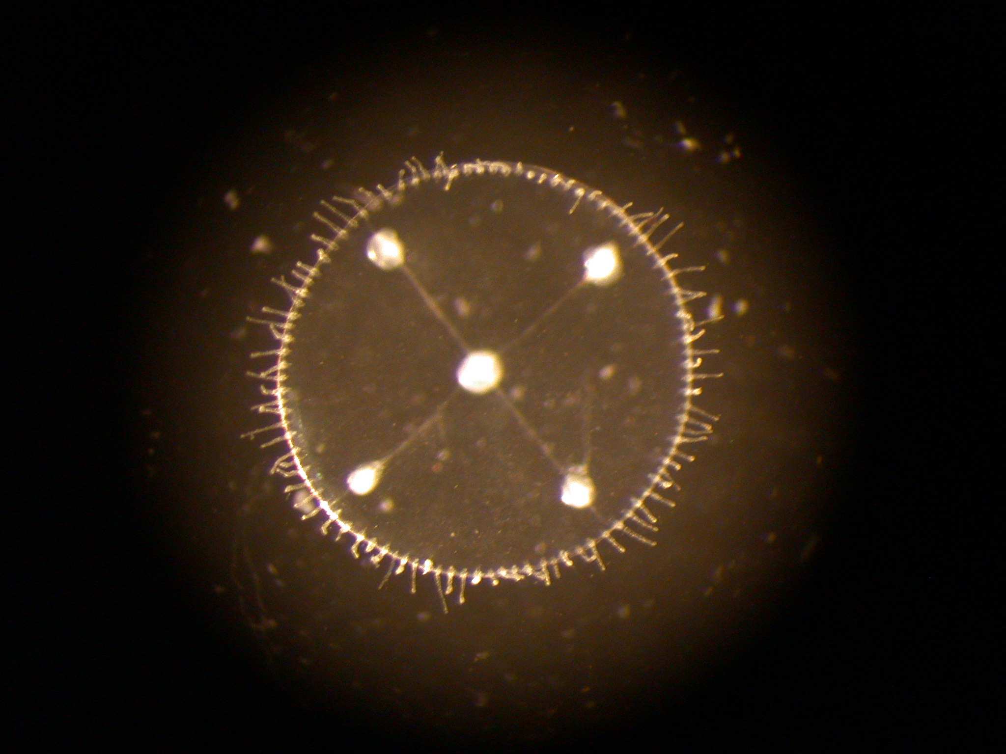 Fishing for micro-jellies on Hobart's docks with one of the world's ...