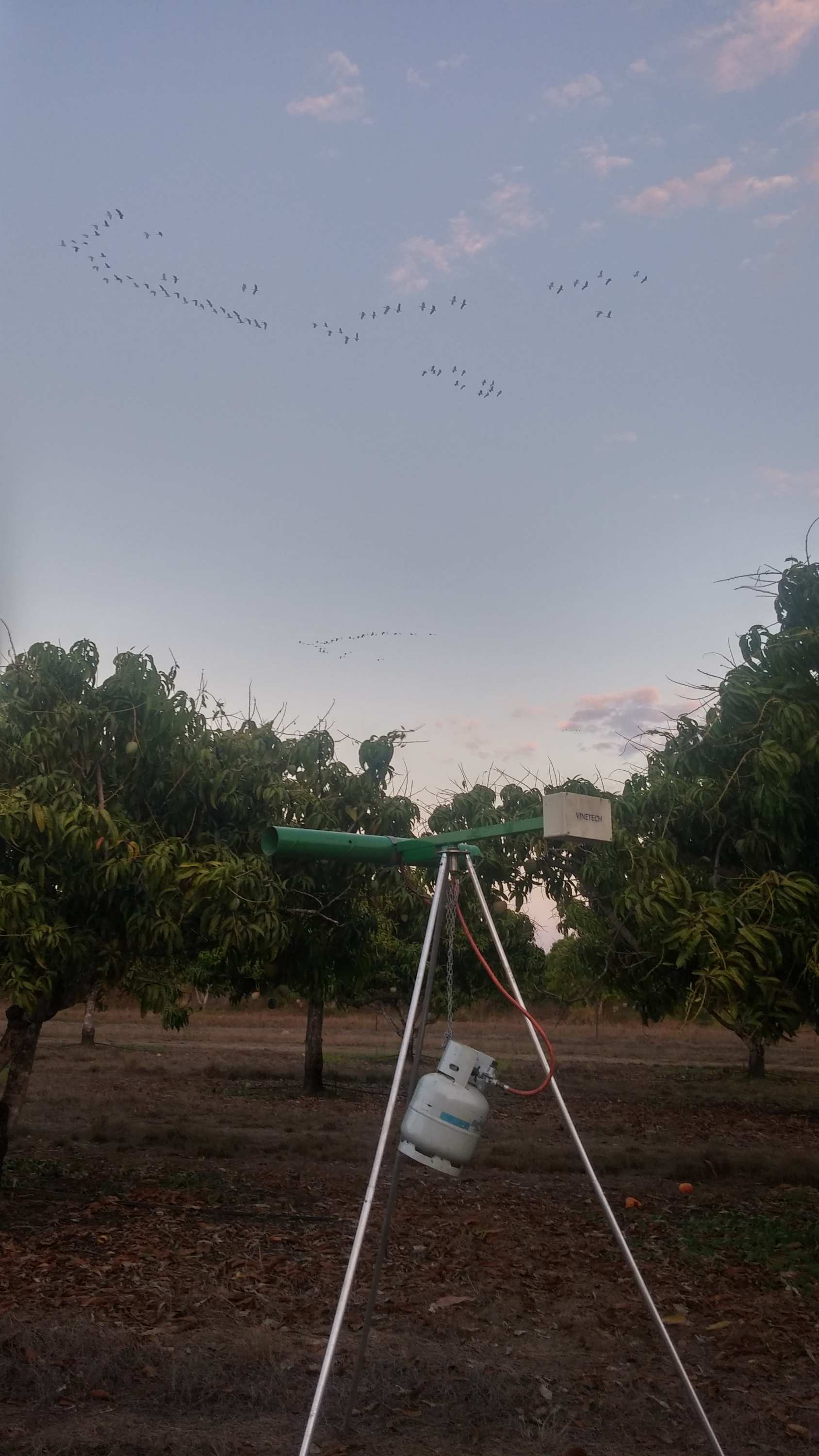 Northern Territory farmers fight for their right to scare birds with ...