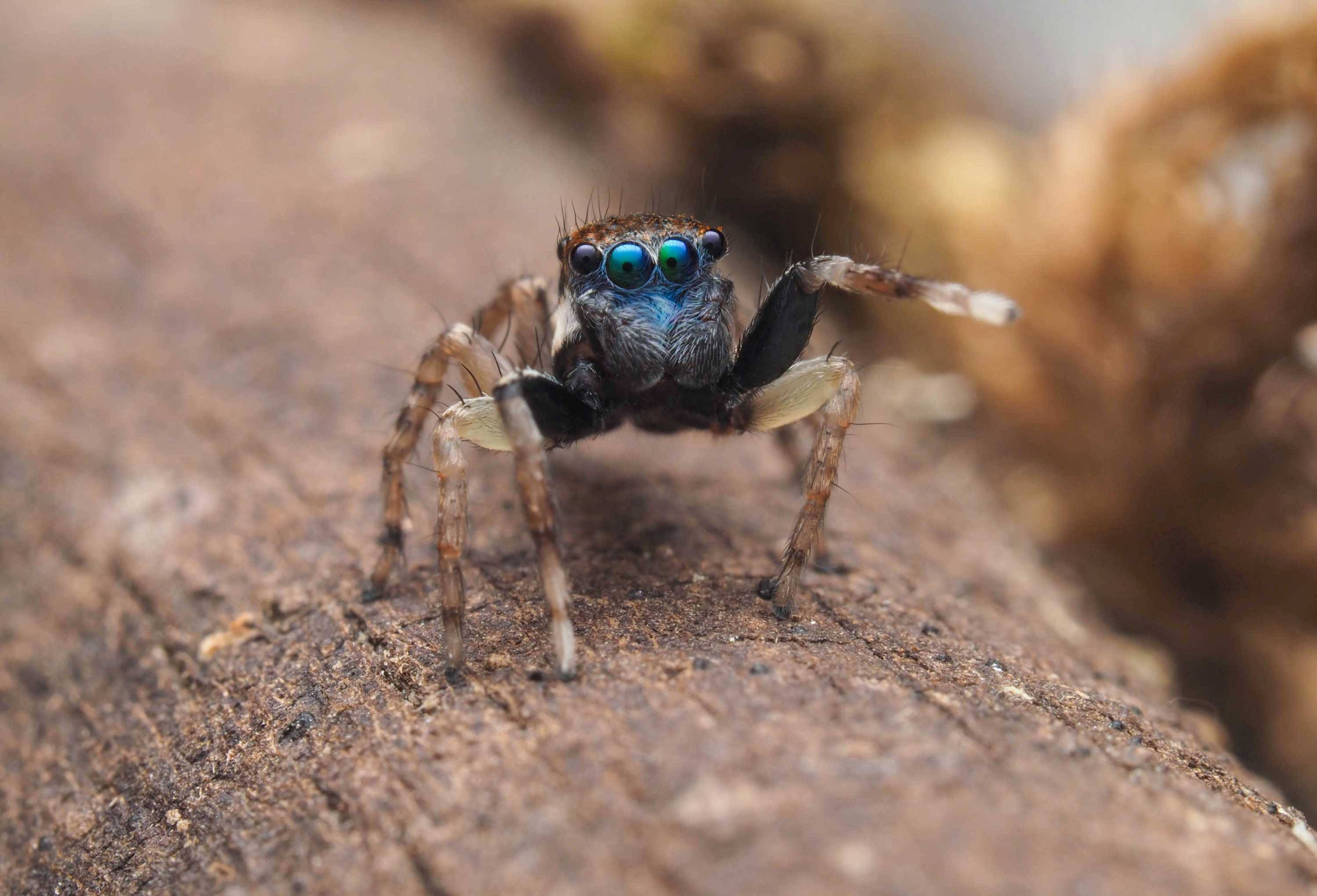 New jumping Jotus spider found in NSW backyard, mailed alive to ...