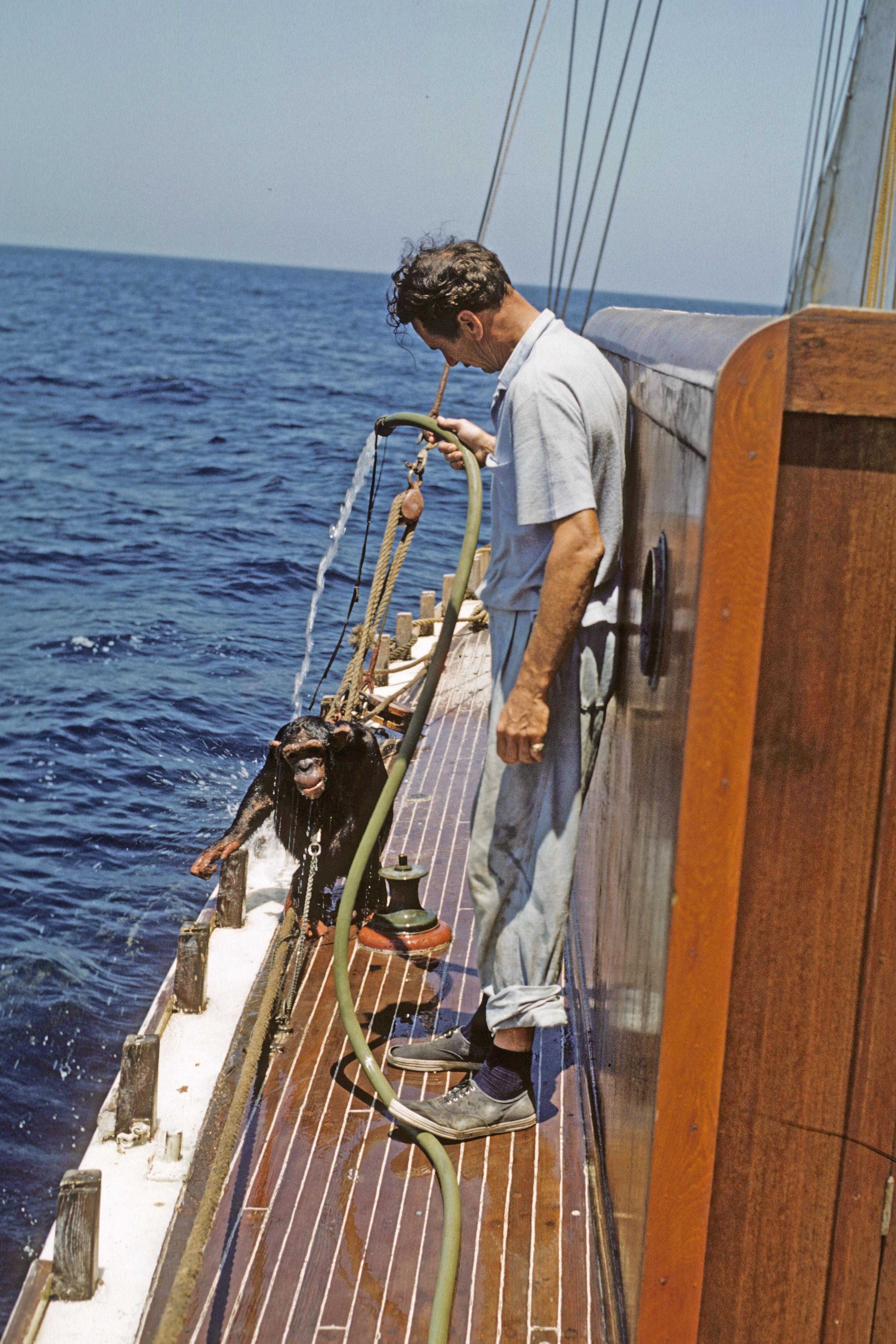 Rare footage shows rescue of Hollywood’s Jimmy the Chimp on NT's Elcho ...