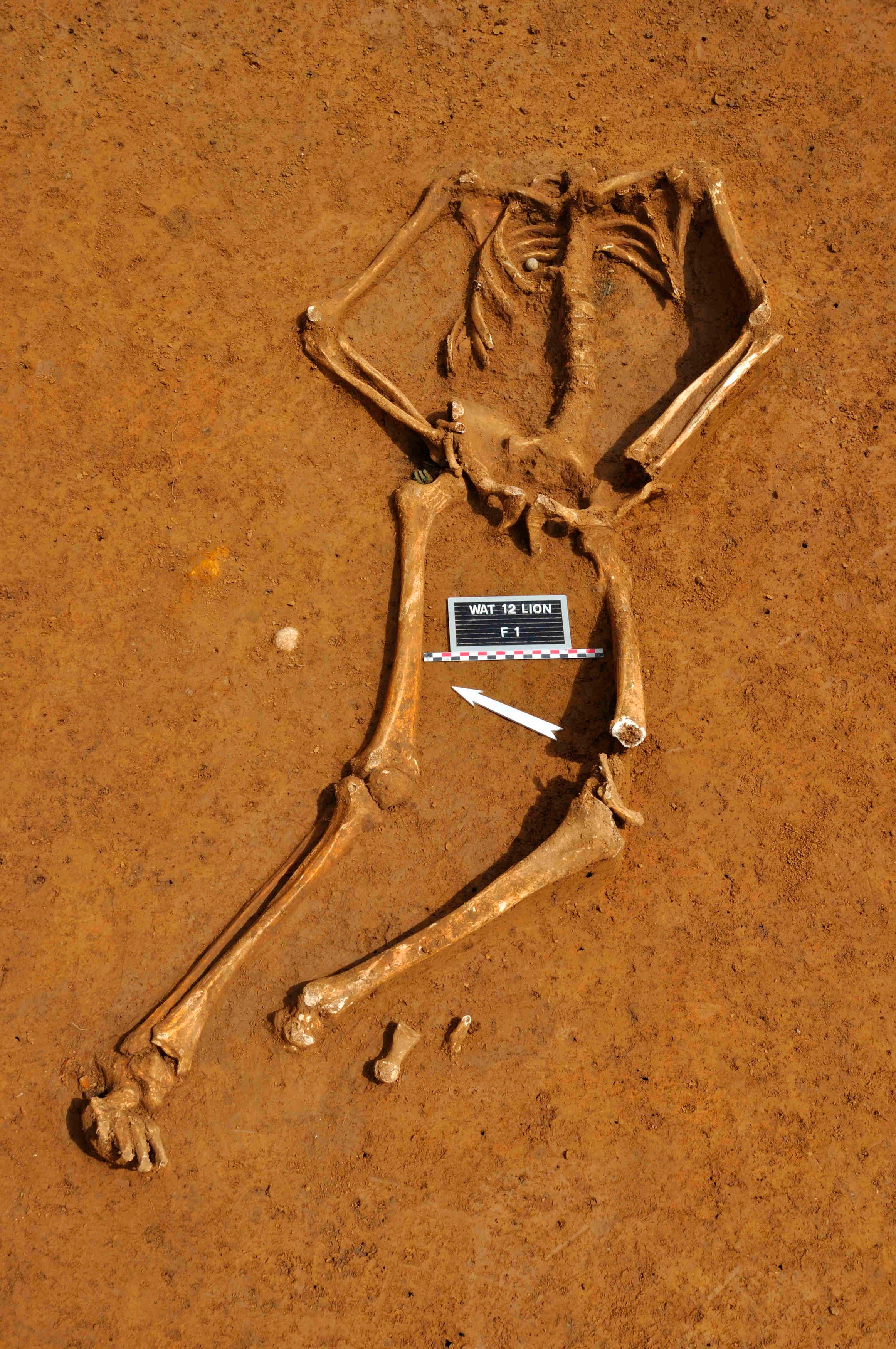 Rare remains of soldier found at Waterloo - ABC News